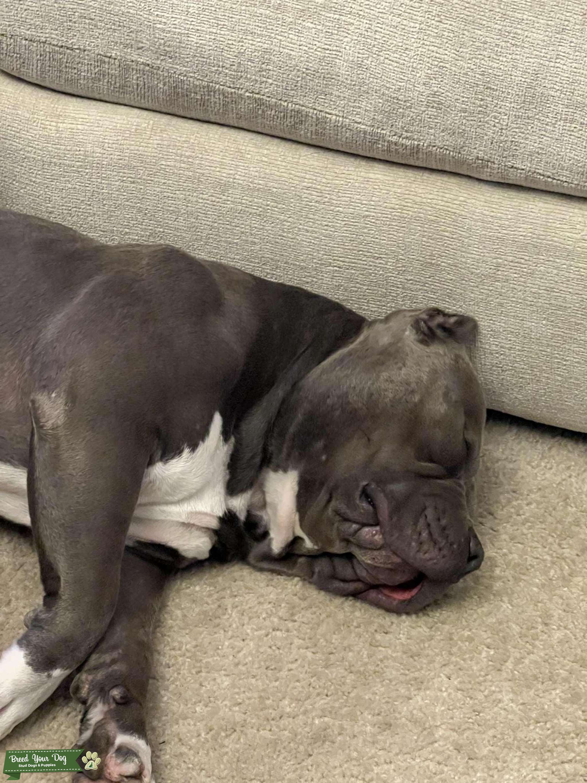 American Bully - Stud Dog in Pennsylvania , the United States | Breed ...