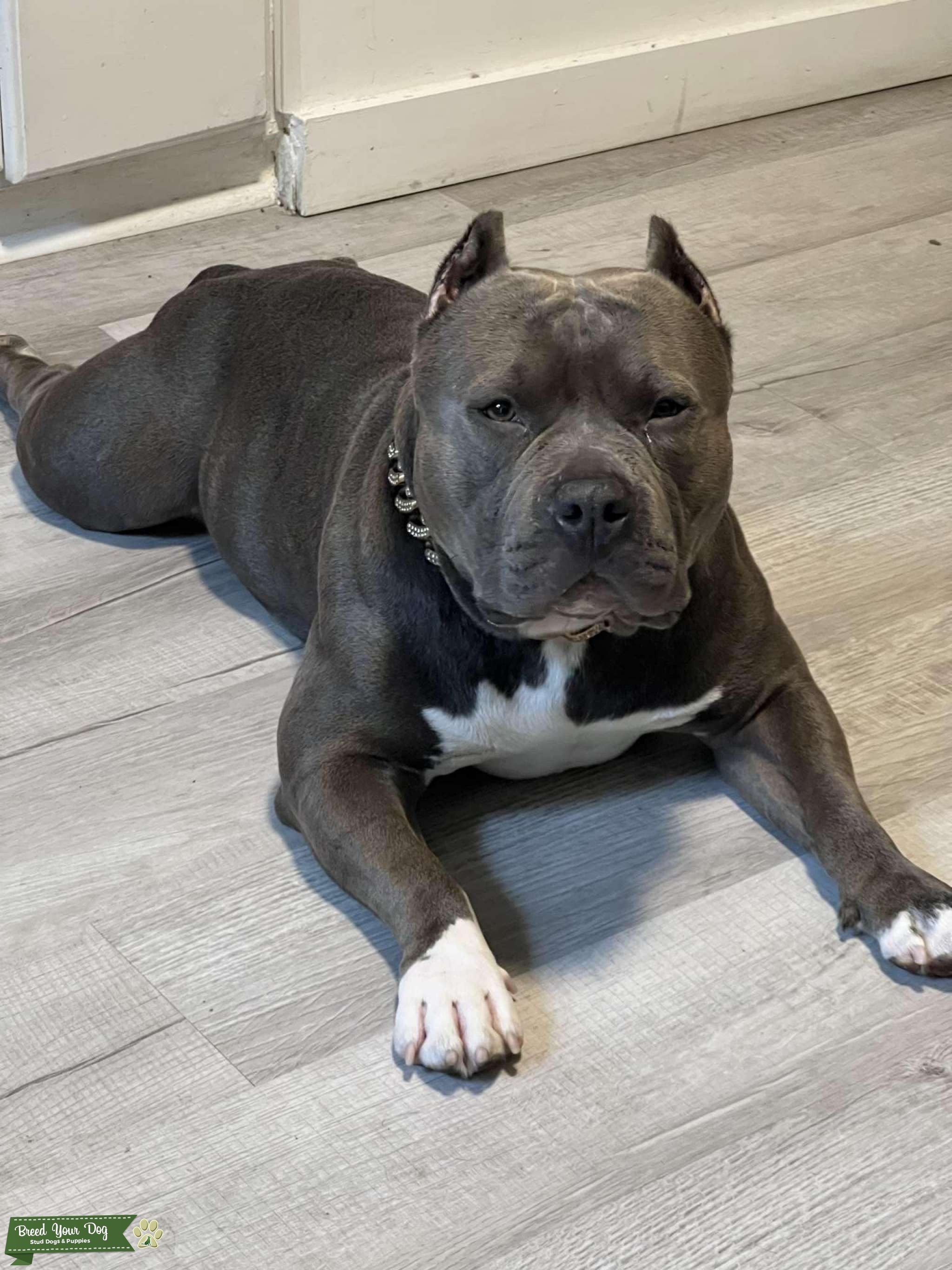 American Bully - Stud Dog in Pennsylvania , Puerto Rico | Breed Your Dog