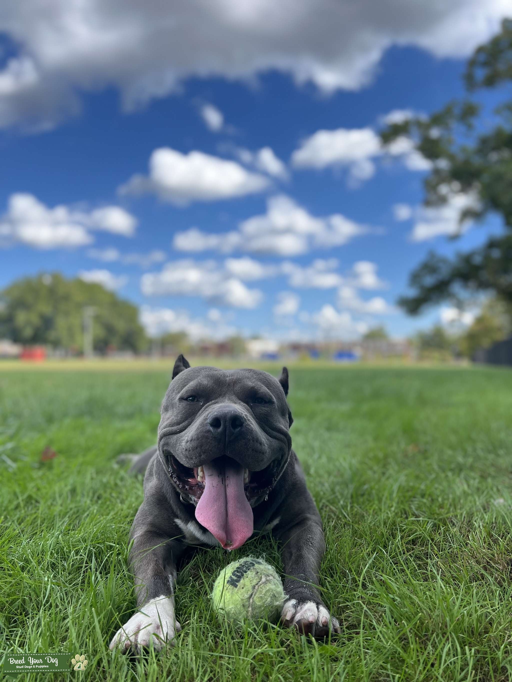 American Bully - Stud Dog in Pennsylvania , the United States | Breed ...