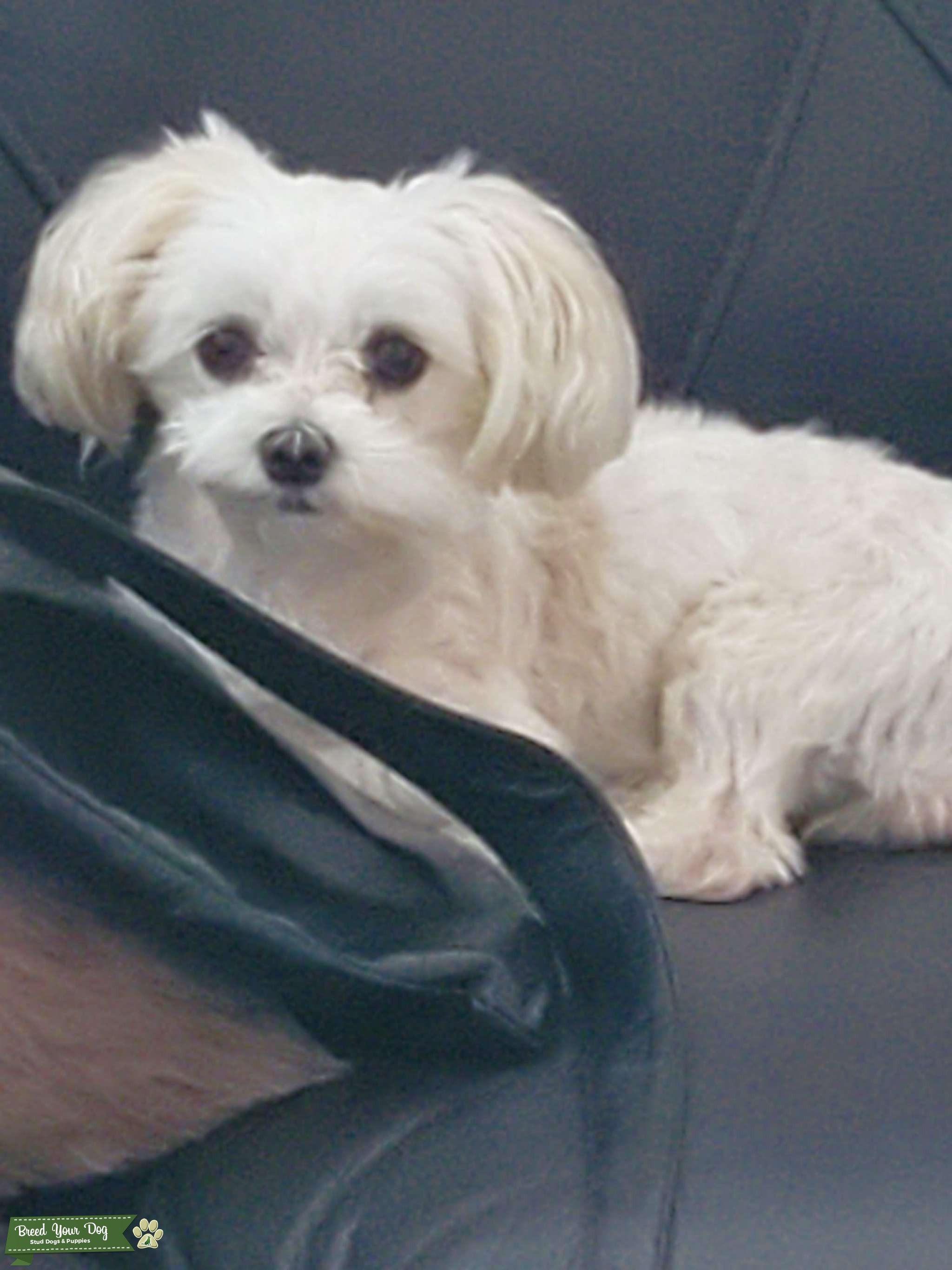 Maltese boy - Stud Dog in Scotland, the United States | Breed Your Dog