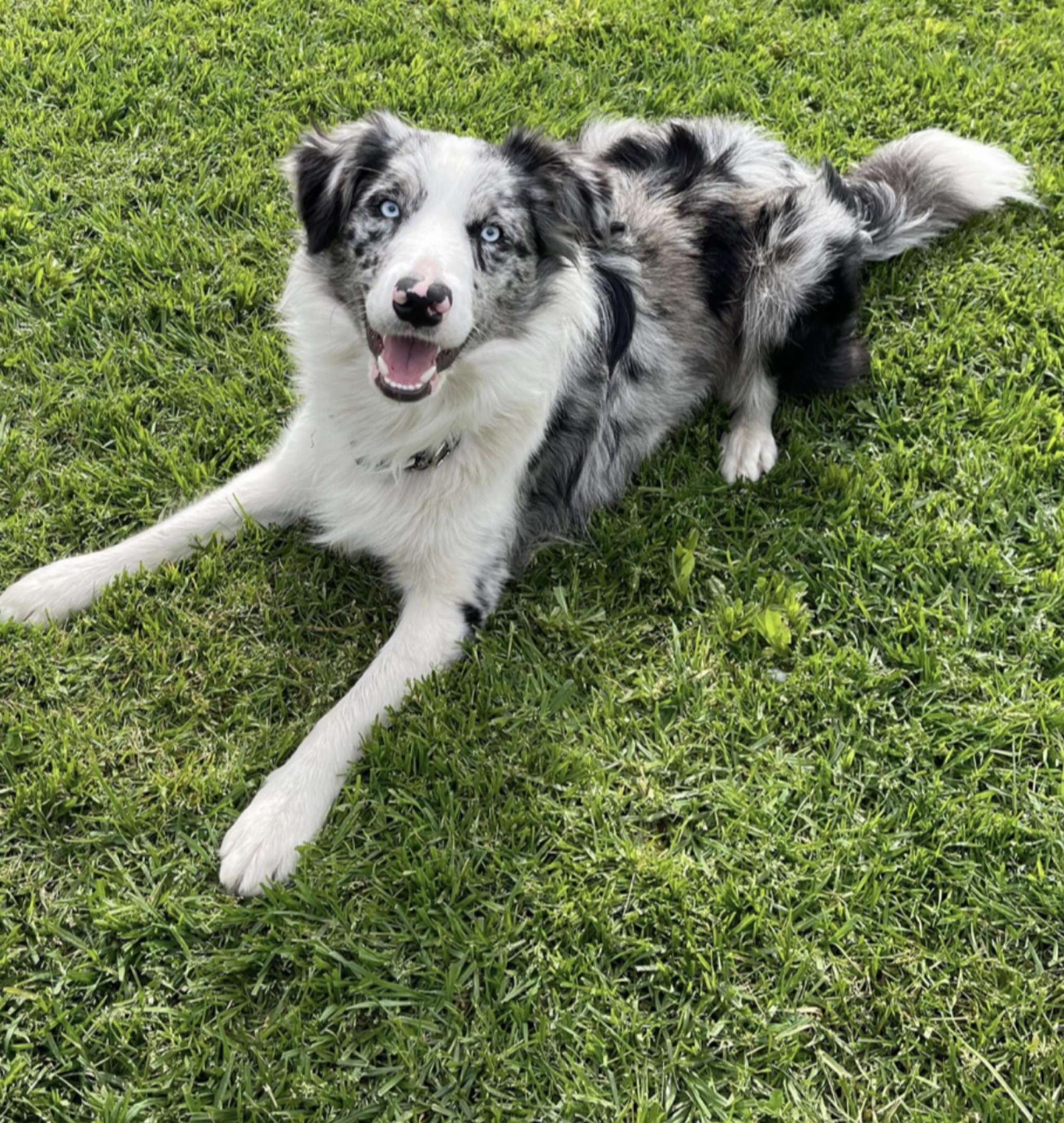 Blue Merle Border Collie - Blue Eyes - Stud Dog in New south wales ...
