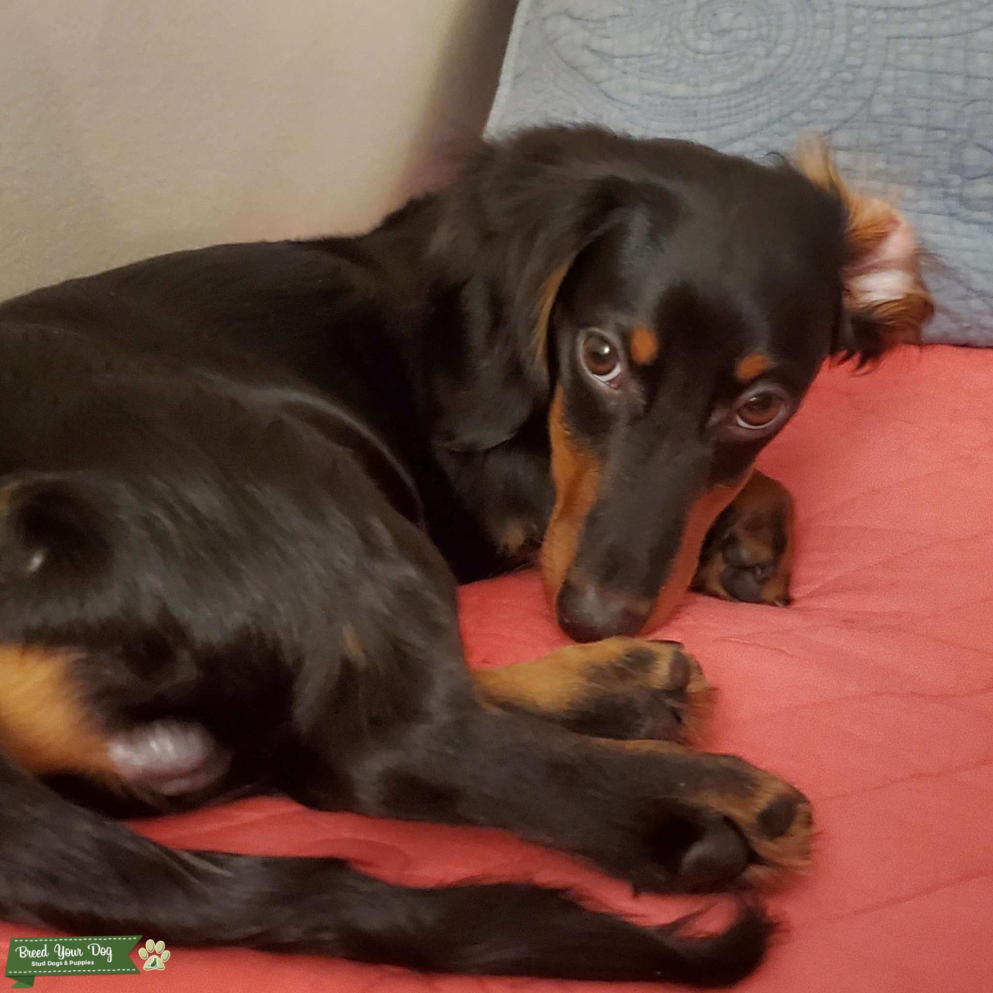 Beautiful Black & Rust Long-haired Dachshund - Stud Dog in NY, the ...