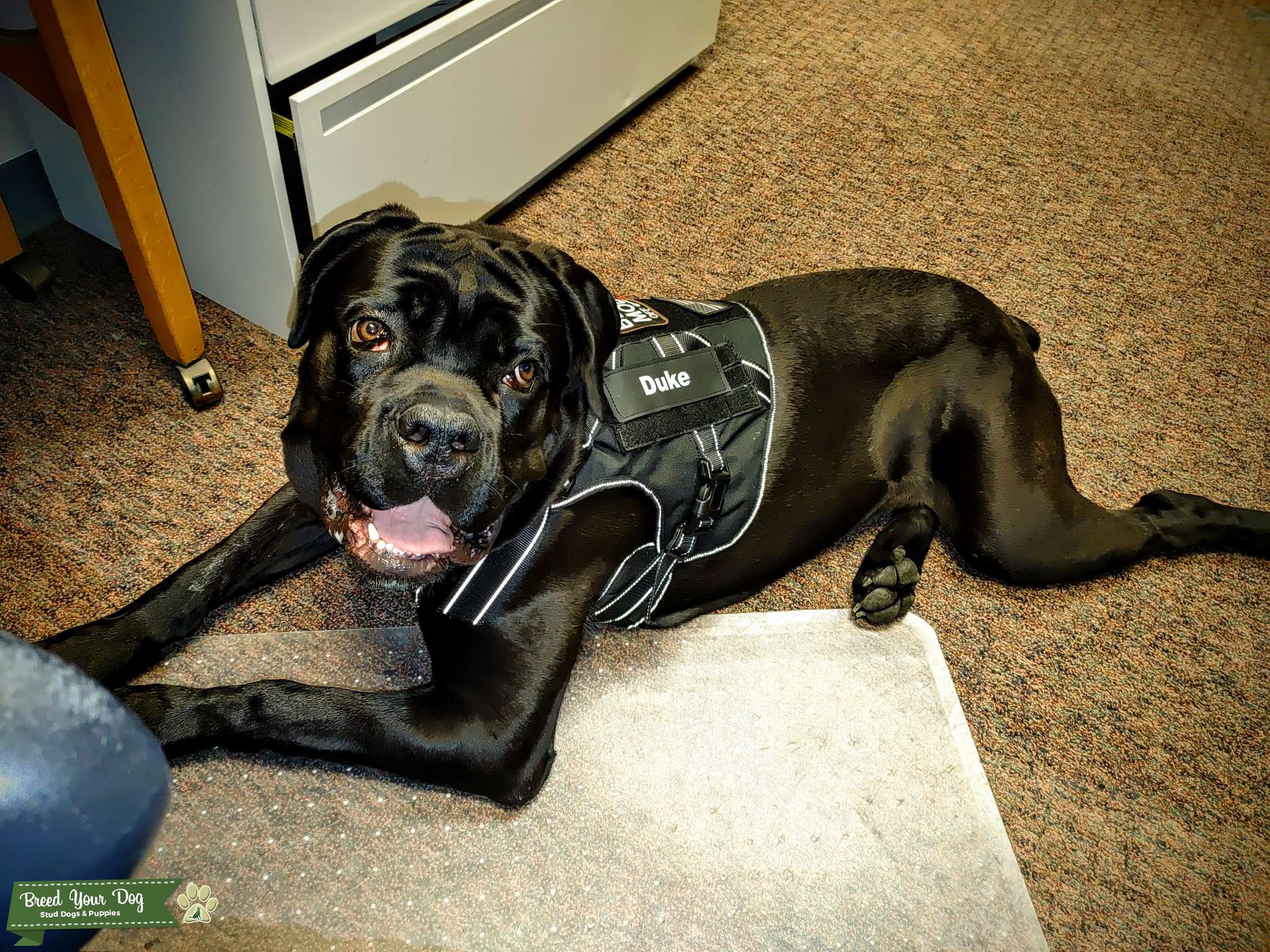 Black Cane Corso - Stud Dog in Streetsboro, Ohio, Peru | Breed Your Dog