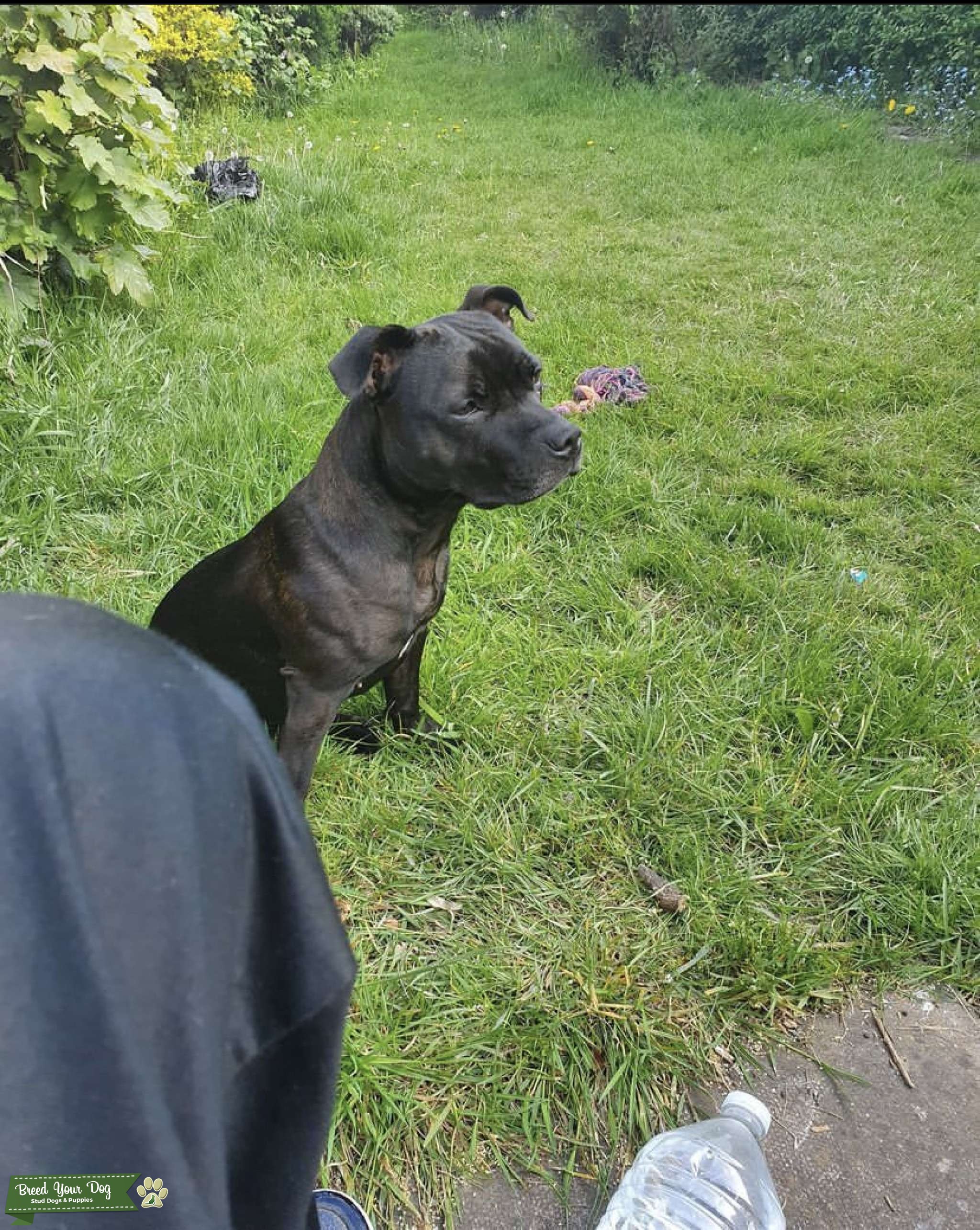 Valglo bloodline - Stud Dog in West midlands, the United States | Breed ...