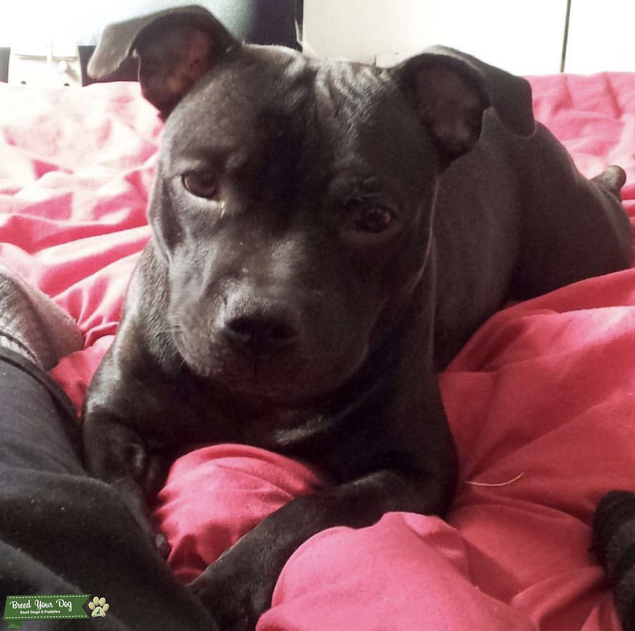 Valglo bloodline - Stud Dog in West midlands, the United States | Breed ...