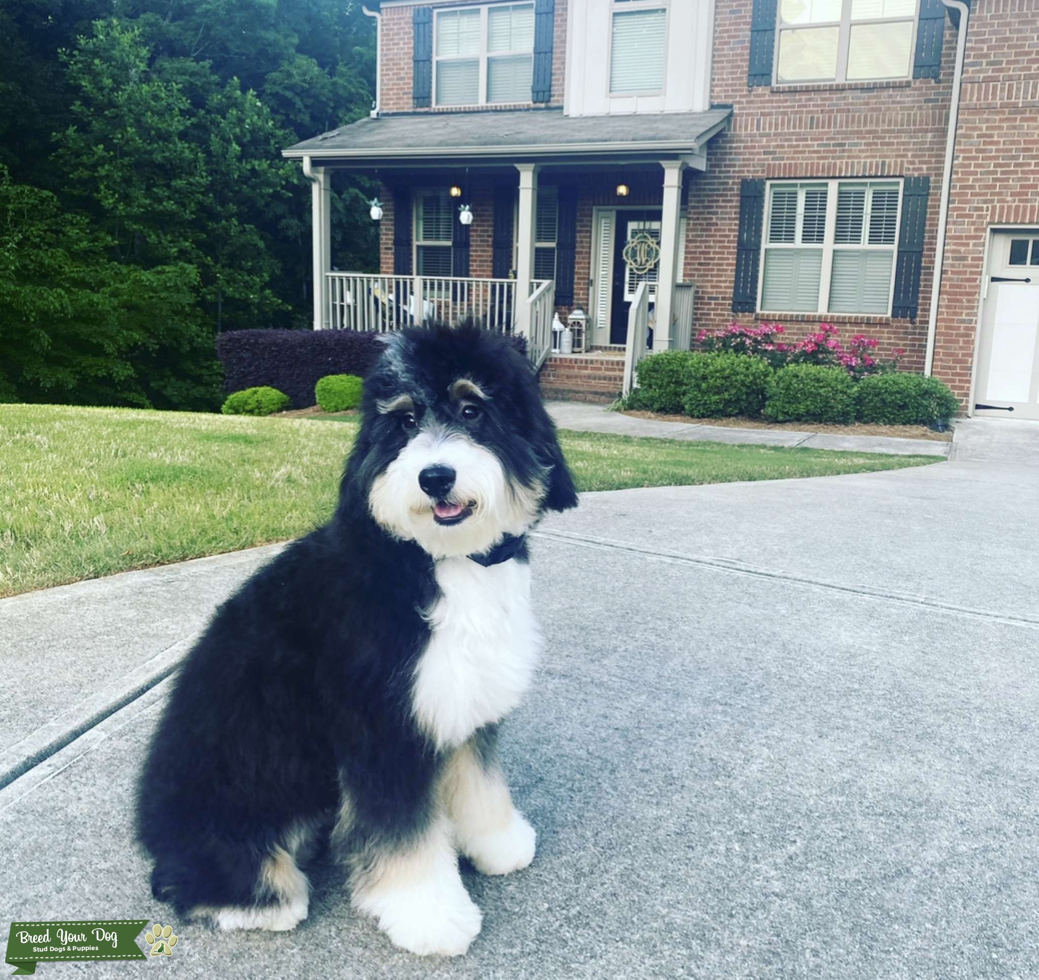 F1 Bernadoodle Stud - Stud Dog in Georgia, the United States | Breed ...