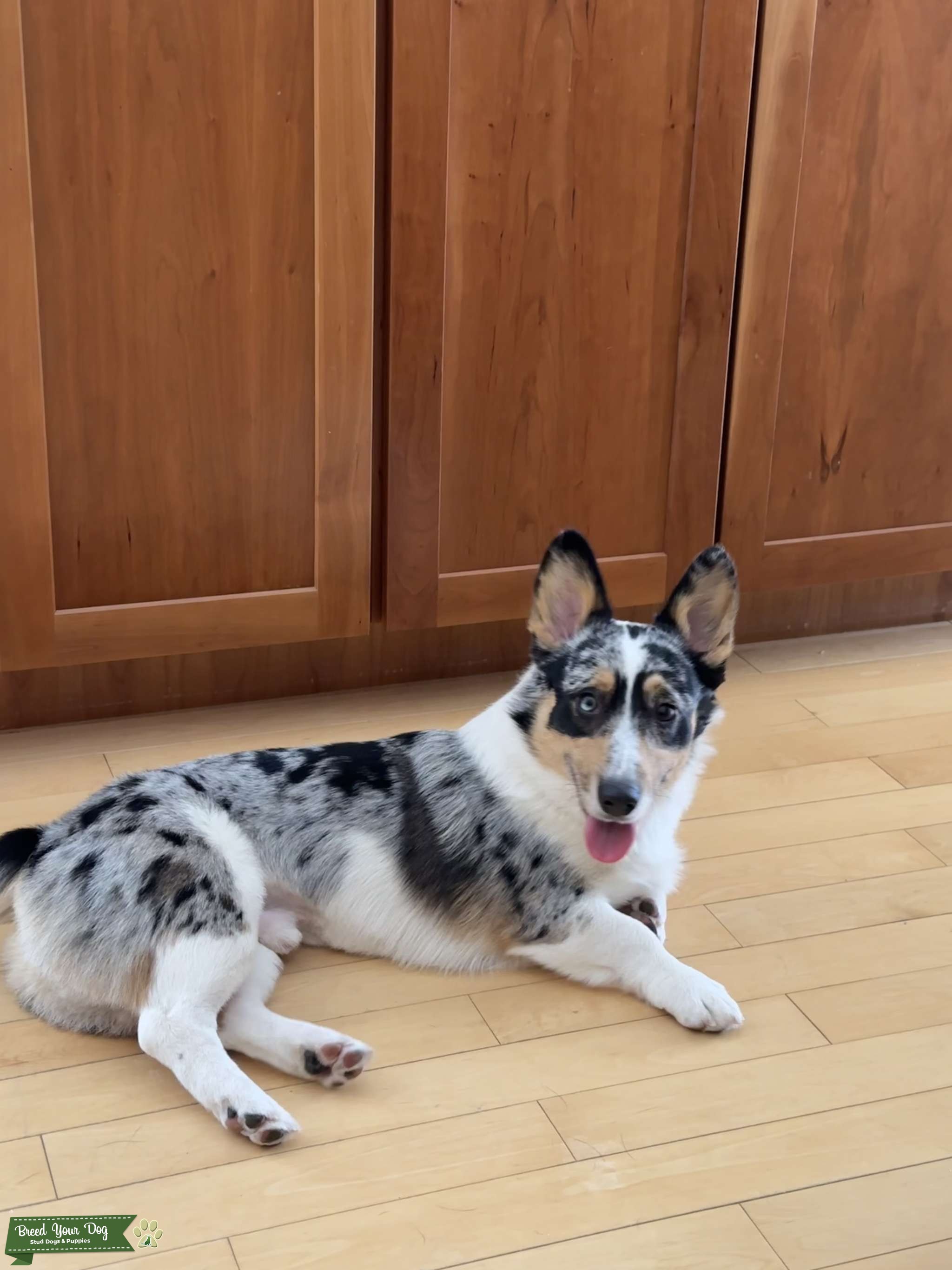 Stud Dog Available - Stud Dog in Maine, Serbia | Breed Your Dog