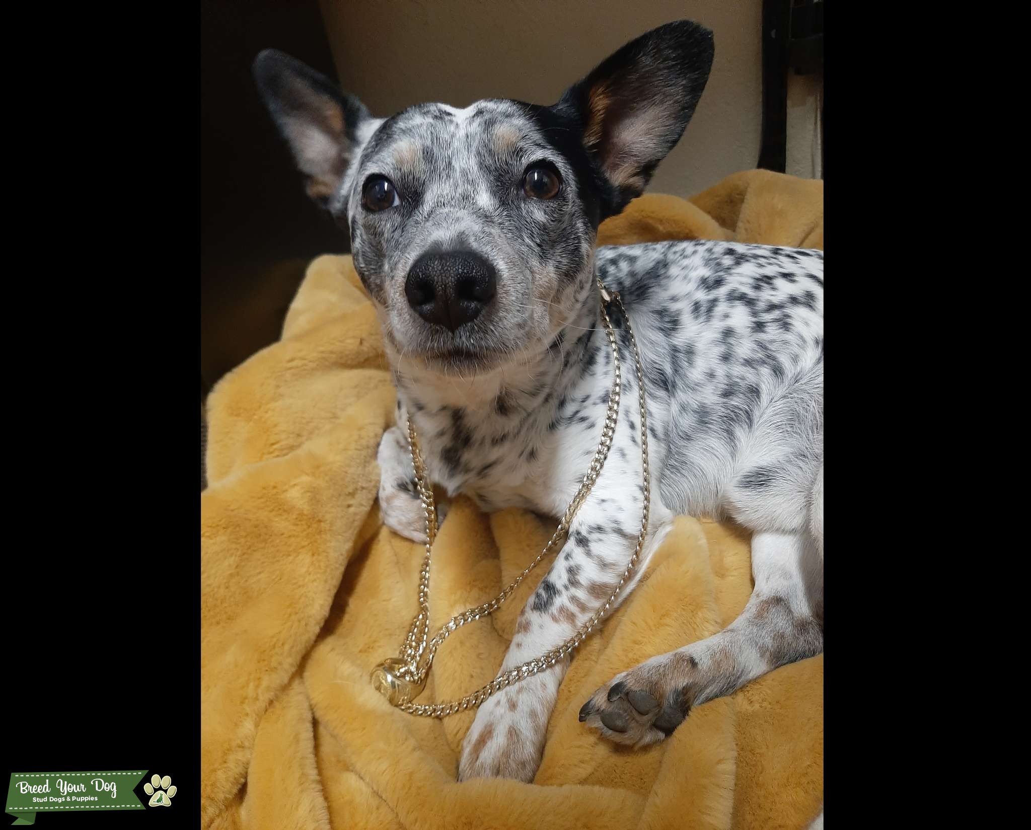 Mini Blue Heeler - Stud Dog in Spokane Valley, the United States ...