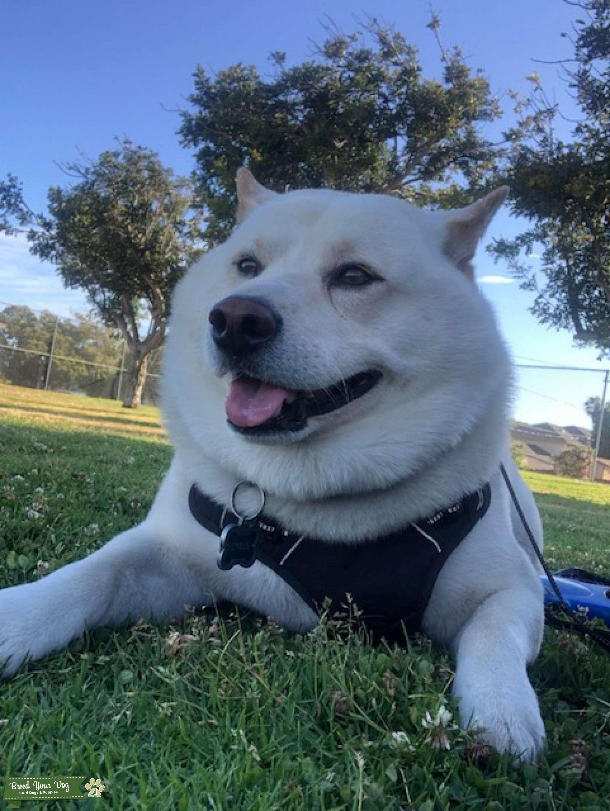 White Shiba Inu apricot ears - Stud Dog in San Diego, United States ...