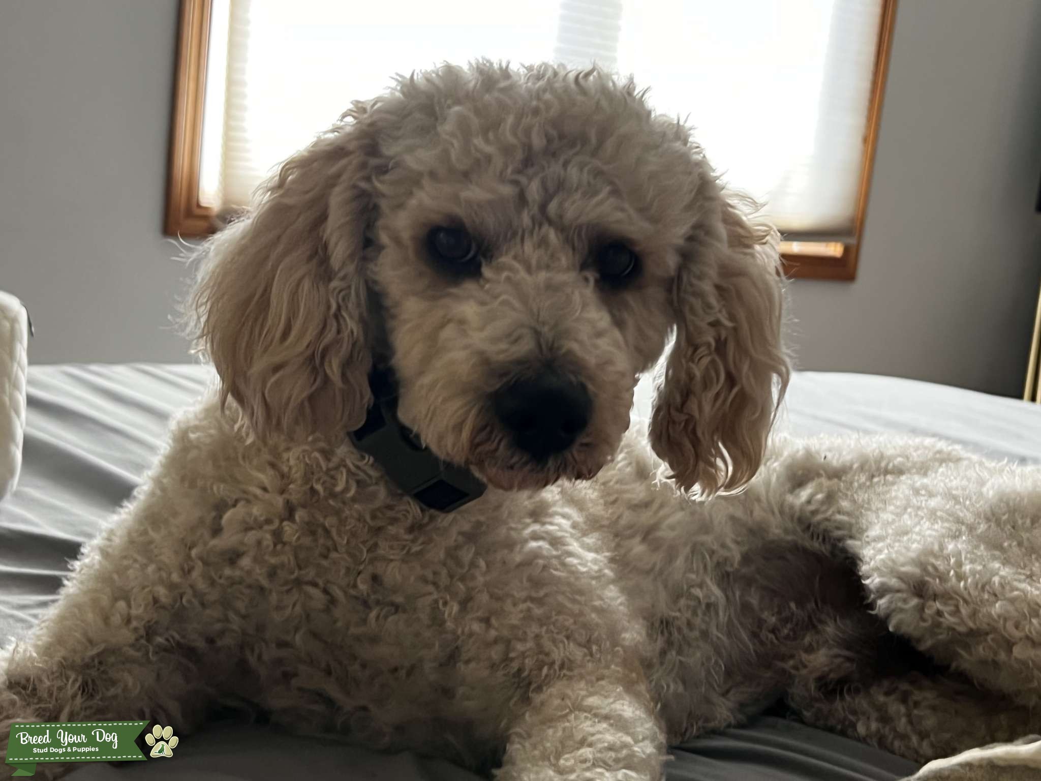 Mini Poodle Stud - Stud Dog Nebraska - Breed Your Dog