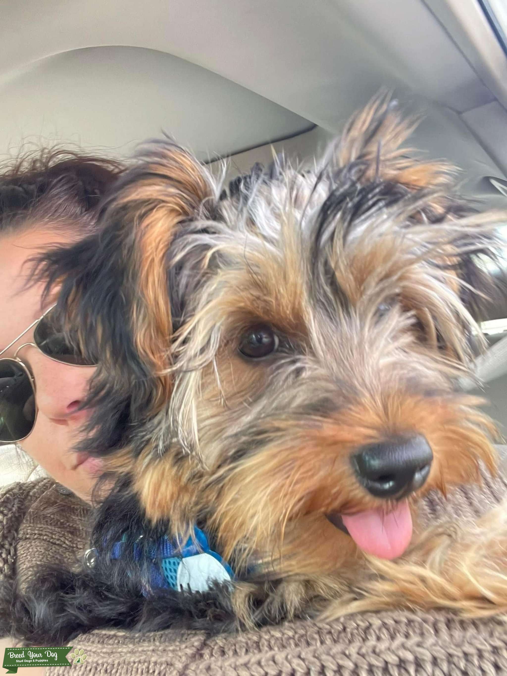 Offering Howie as Stud - Stud Dog in Ohio, Australia | Breed Your Dog