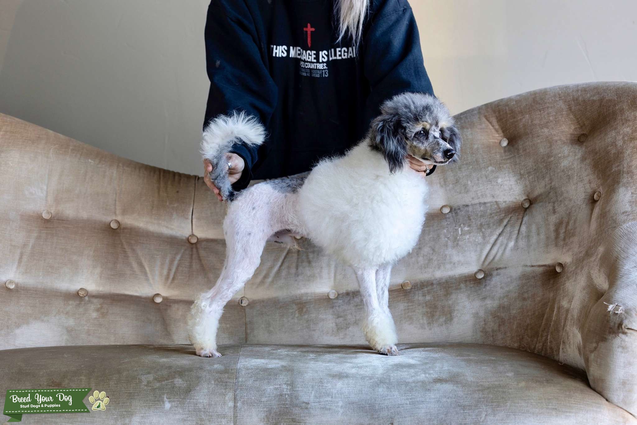 AKC Mini Merle phantom Parti poodle - Stud Dog in Oklahoma , the United ...