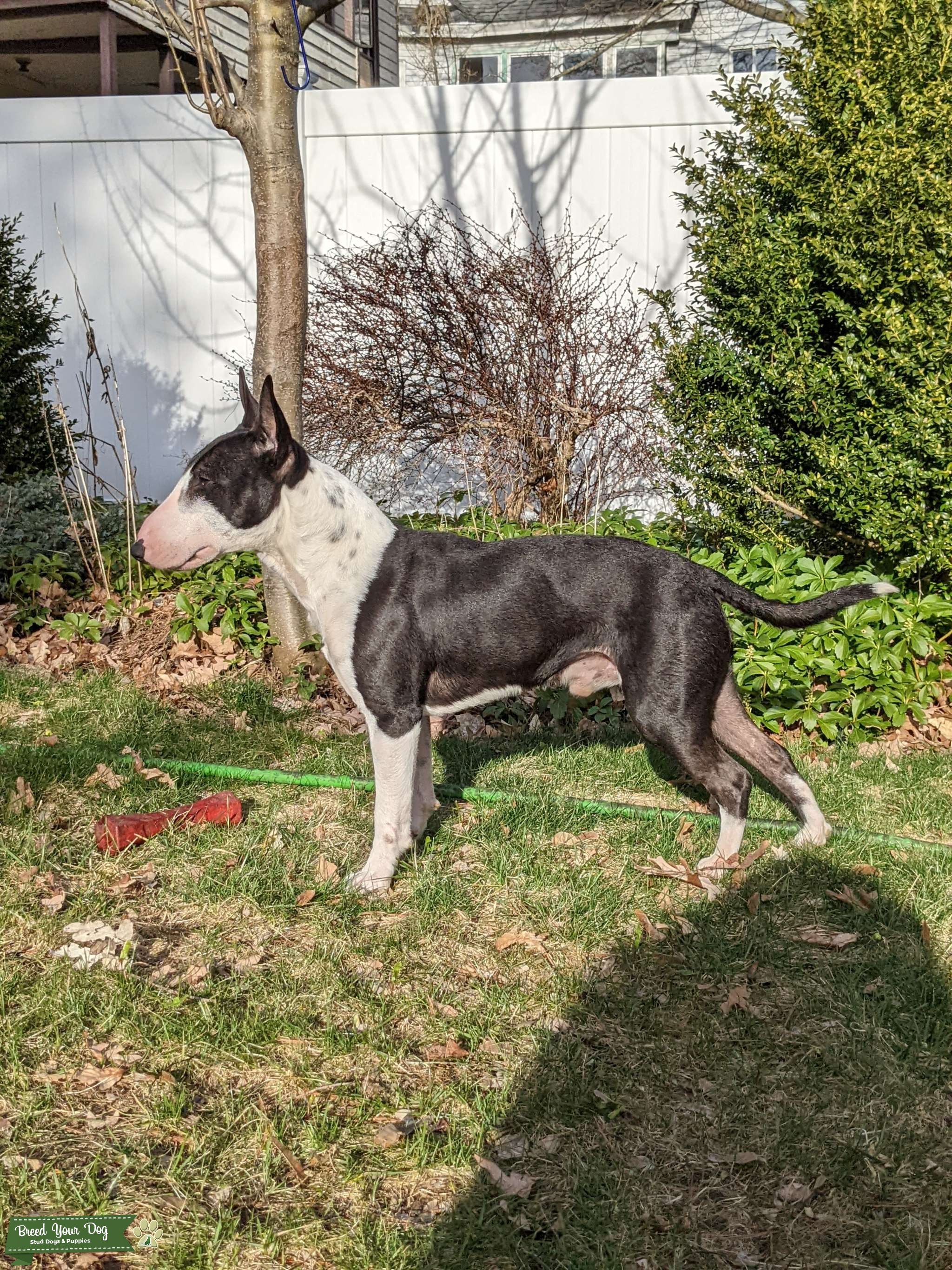 Black Brindle and White Mini Bull Terrier - Stud Dog in NH, the United ...
