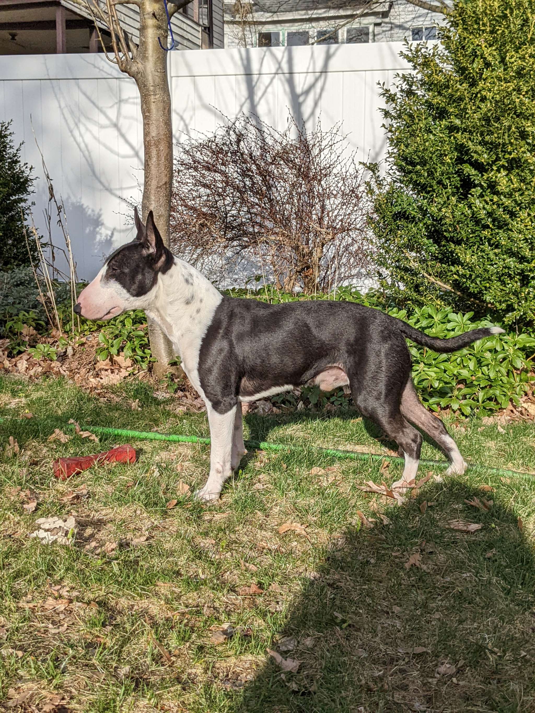 Black Brindle and White Mini Bull Terrier - Stud Dog in NH, United ...