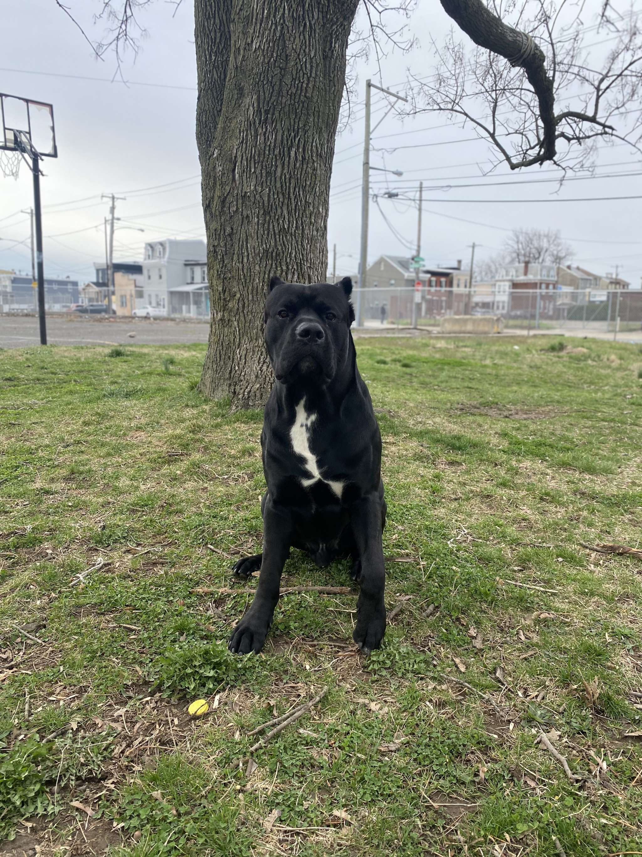 Cane Corso - Stud Dog in Philadelphia , United States | Breed Your Dog