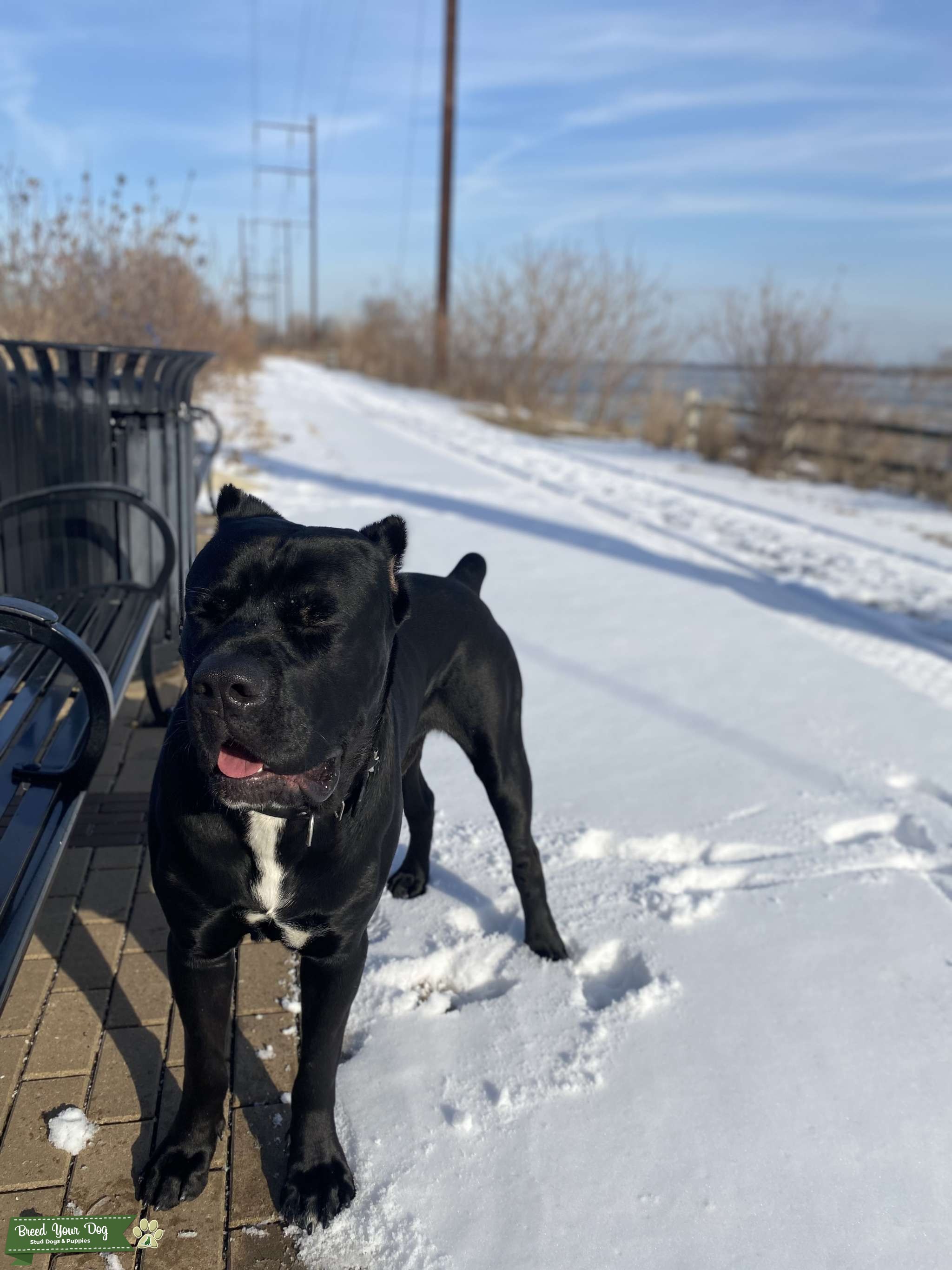 Cane Corso - Stud Dog in Philadelphia , Australia | Breed Your Dog