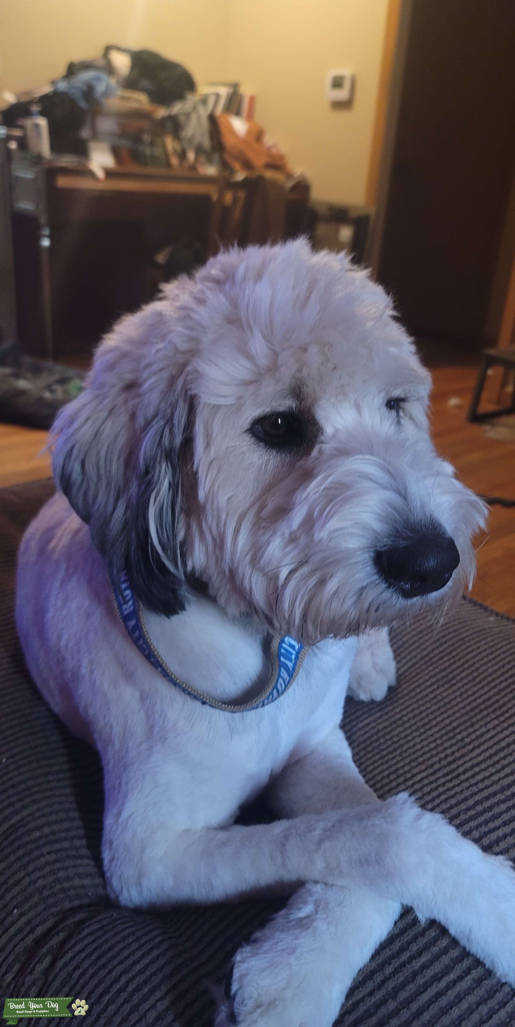 Cream and black Pyredoodle - Stud Dog in Nebraska, the United States ...
