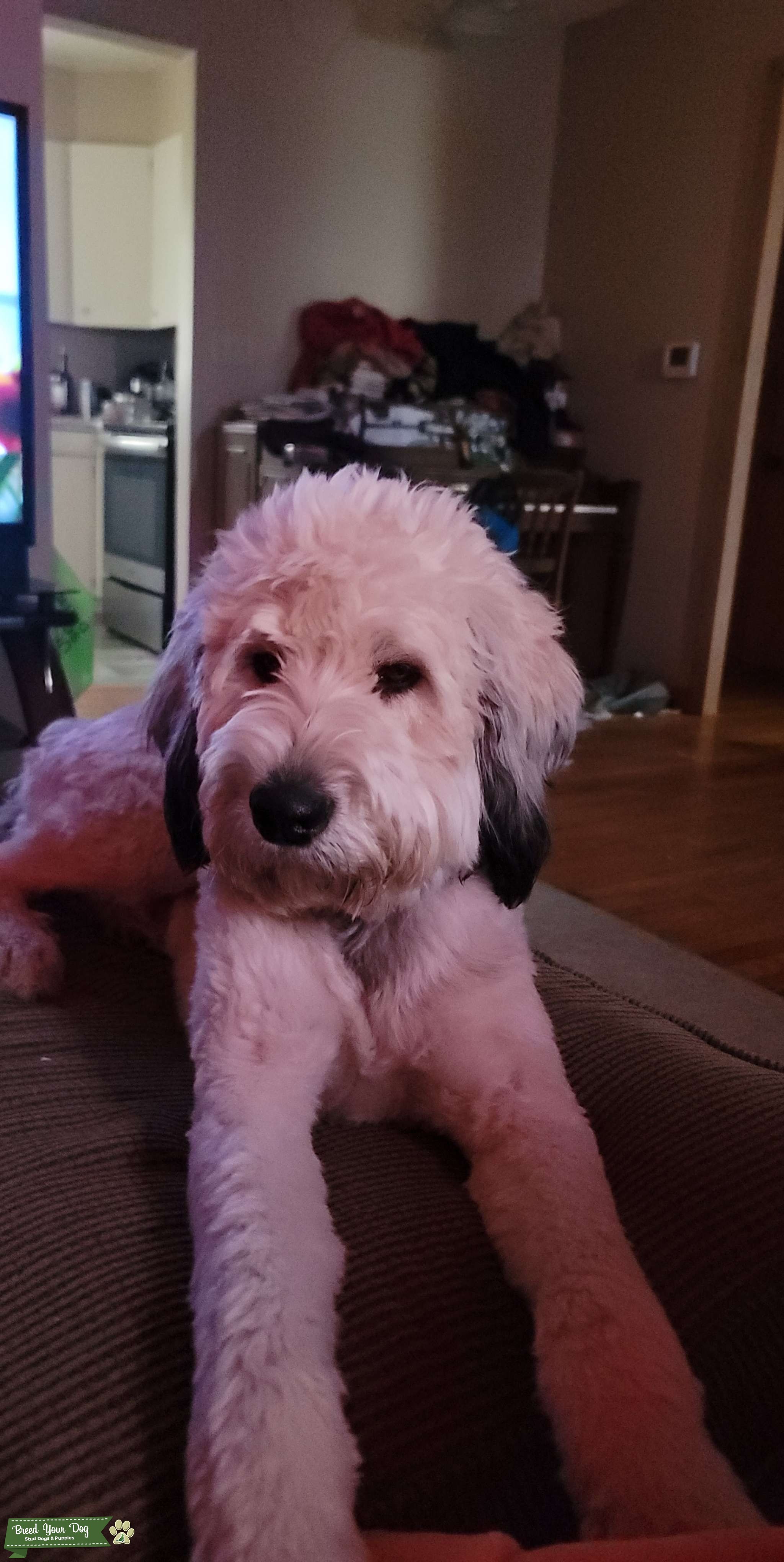 Cream and black Pyredoodle - Stud Dog in Nebraska, the United States ...