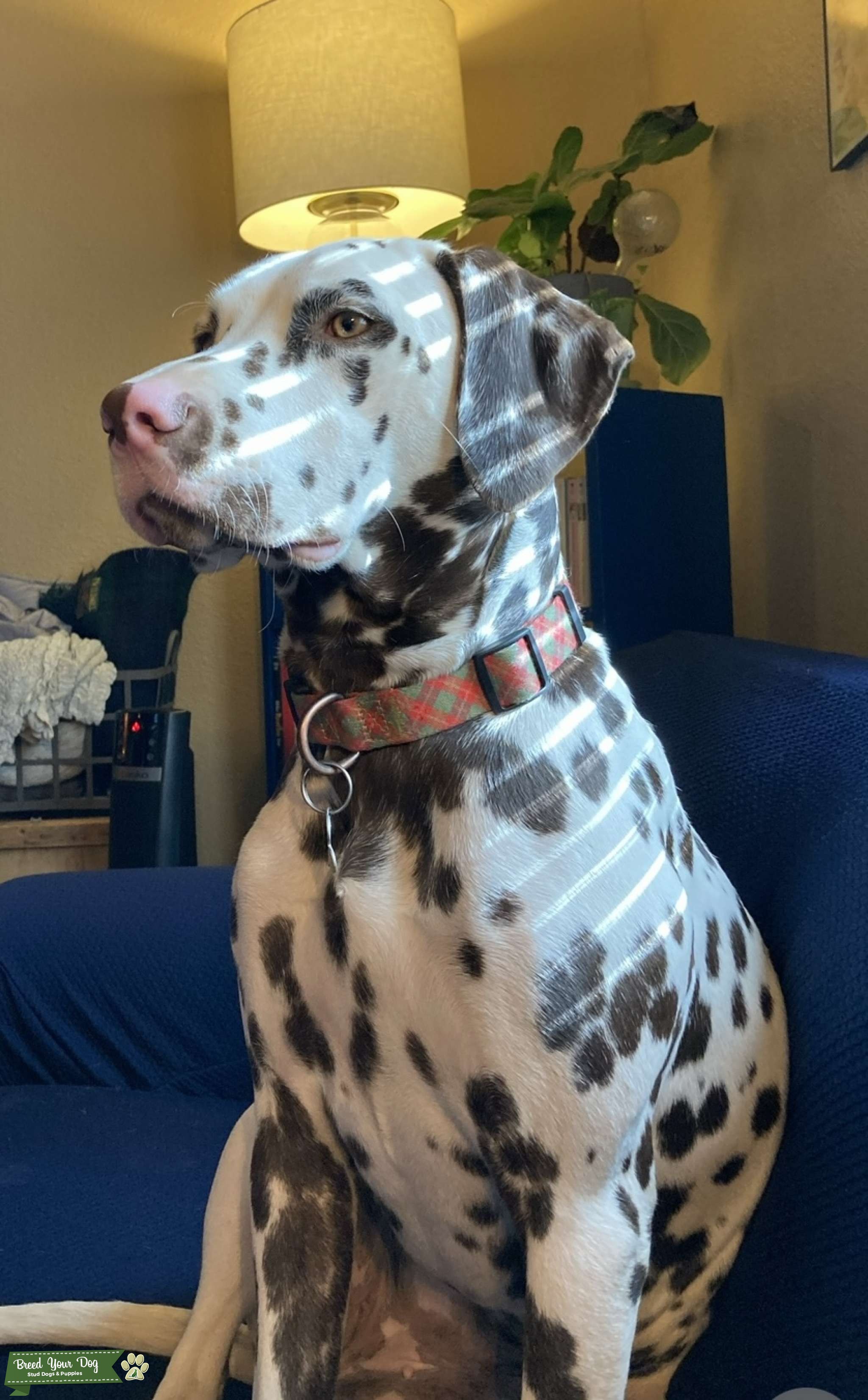 Lovely Liver Lady - Stud Dog Texas - Breed Your Dog