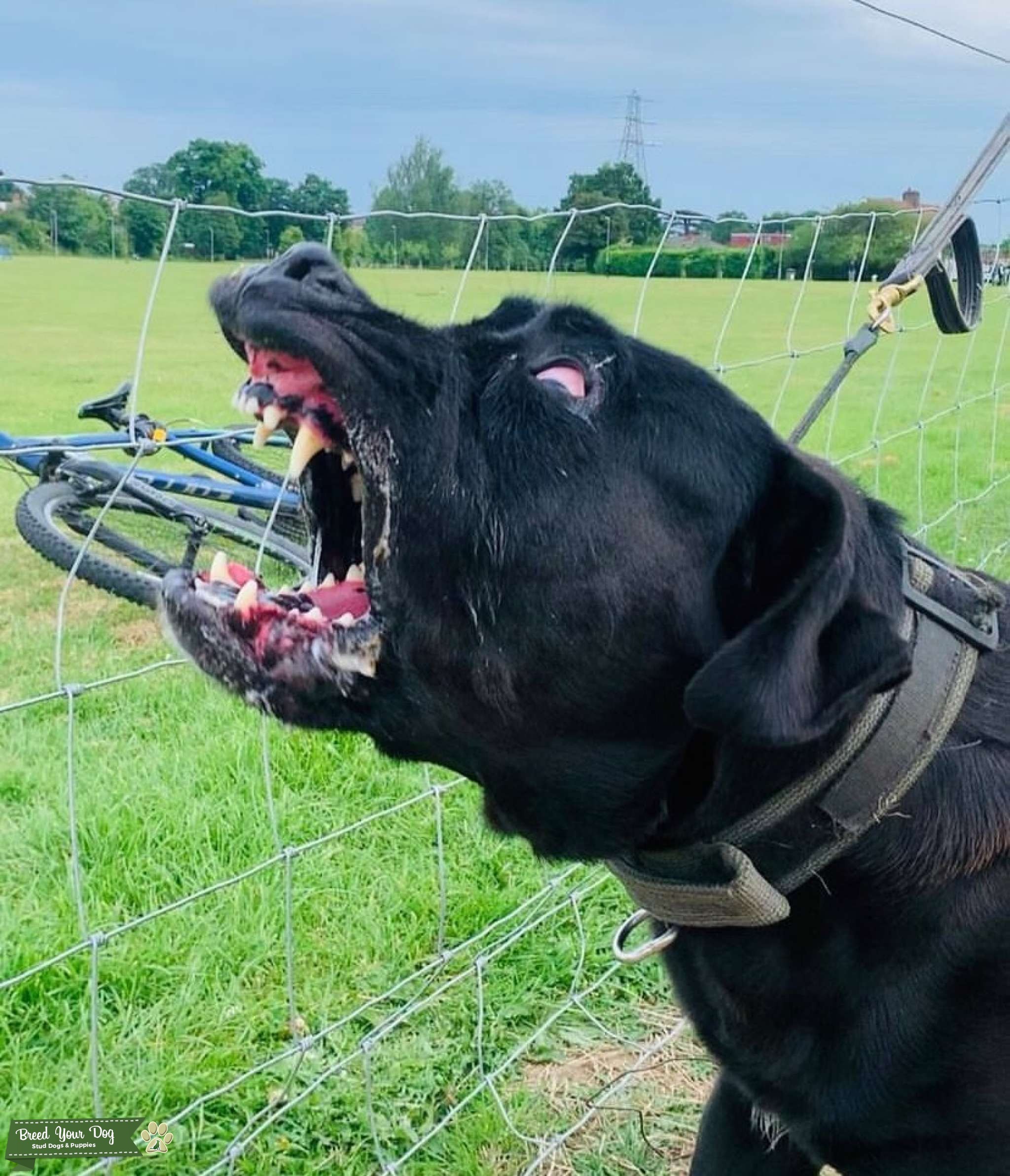 Working Line Black Presa Canario for STUD - Stud Dog in berkshire, the ...