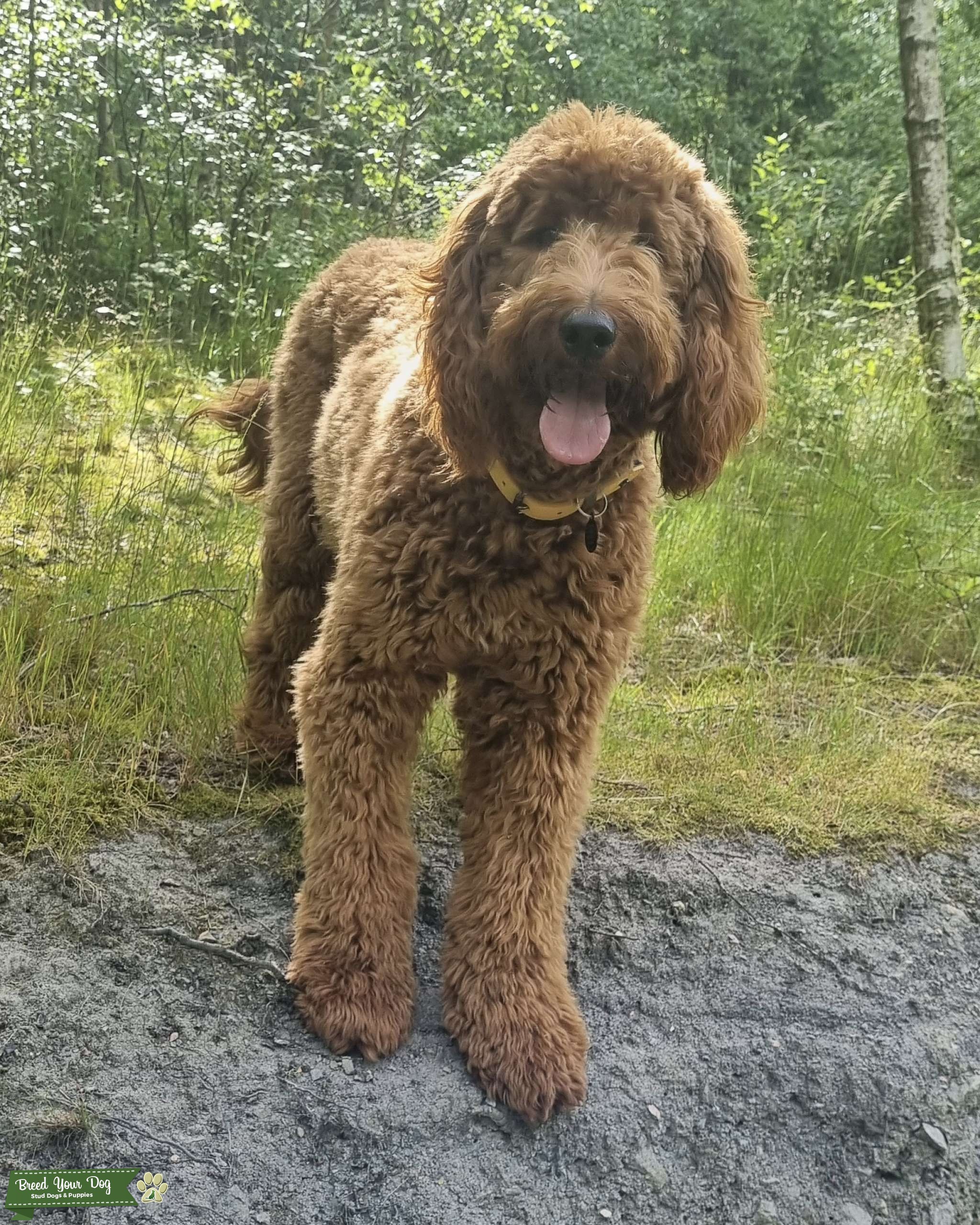Irish Doodle - Stud Dog in West Midlands , the United States | Breed ...