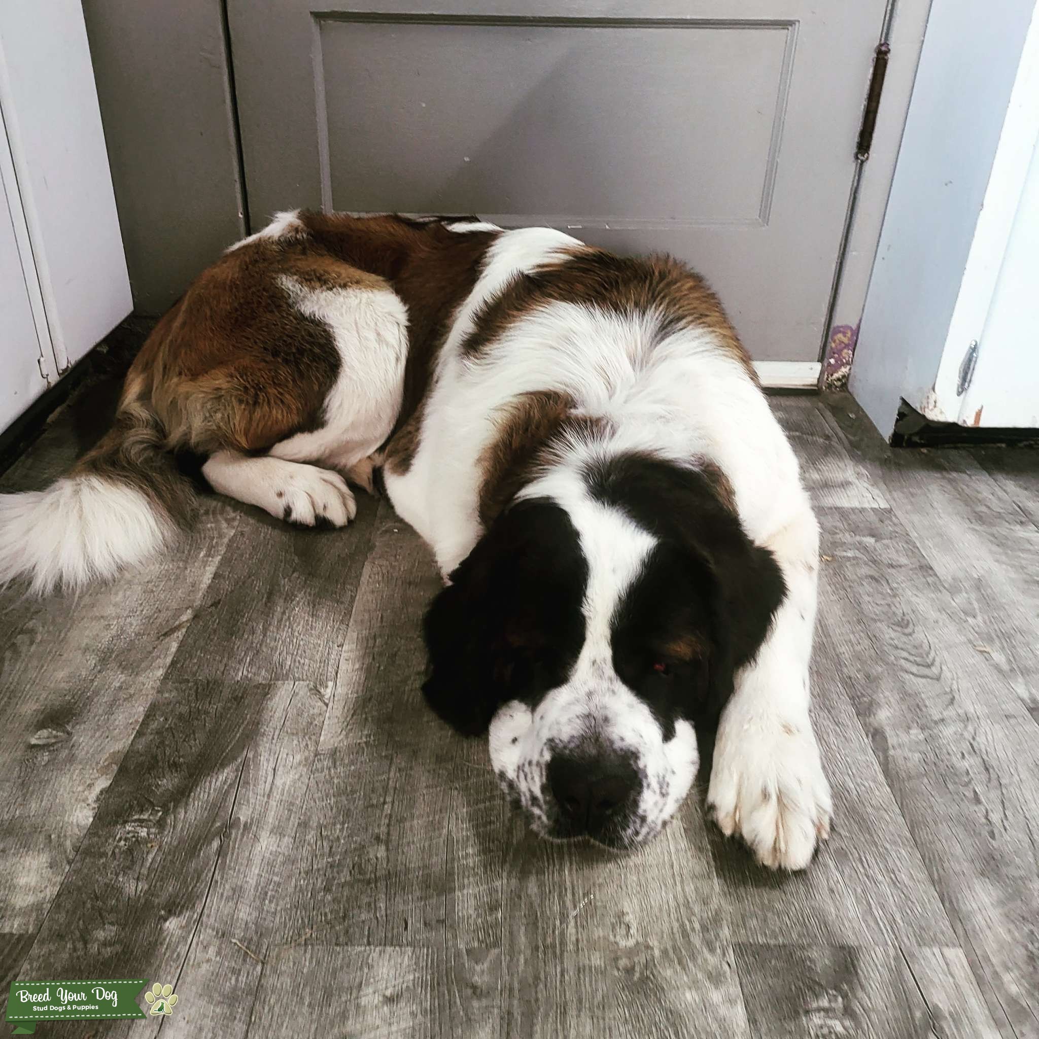 Saint Bernard Female - Stud Dog in Colorado, United States | Breed Your Dog