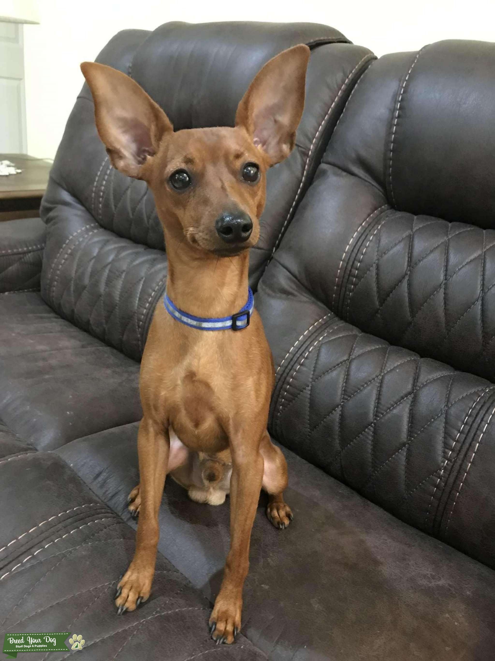 Miniature Pincher - Stud Dog in Southwest , the United States | Breed ...