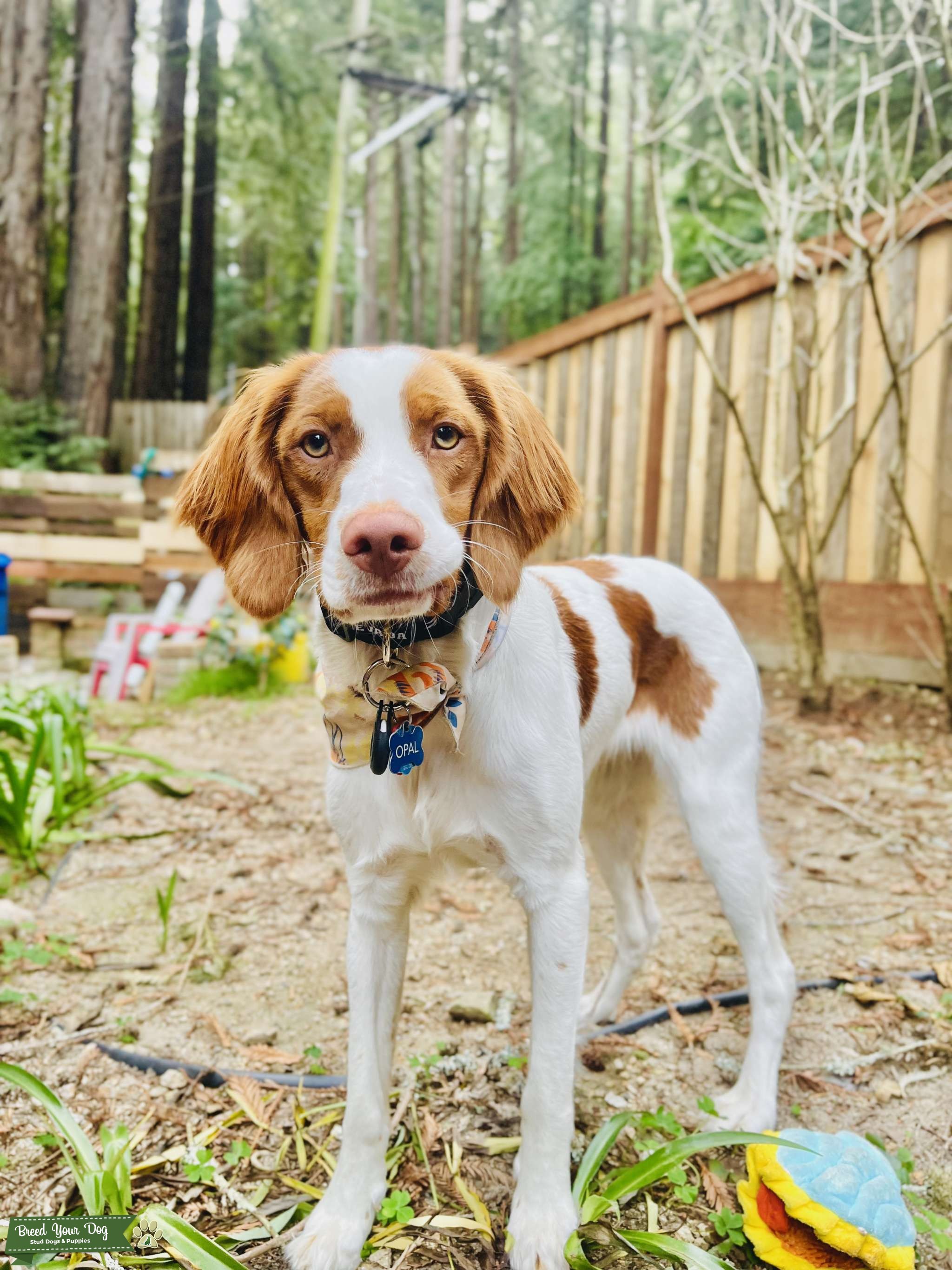 Female Brittany, looking to find a stud - Stud Dog in Reno, NV, the ...