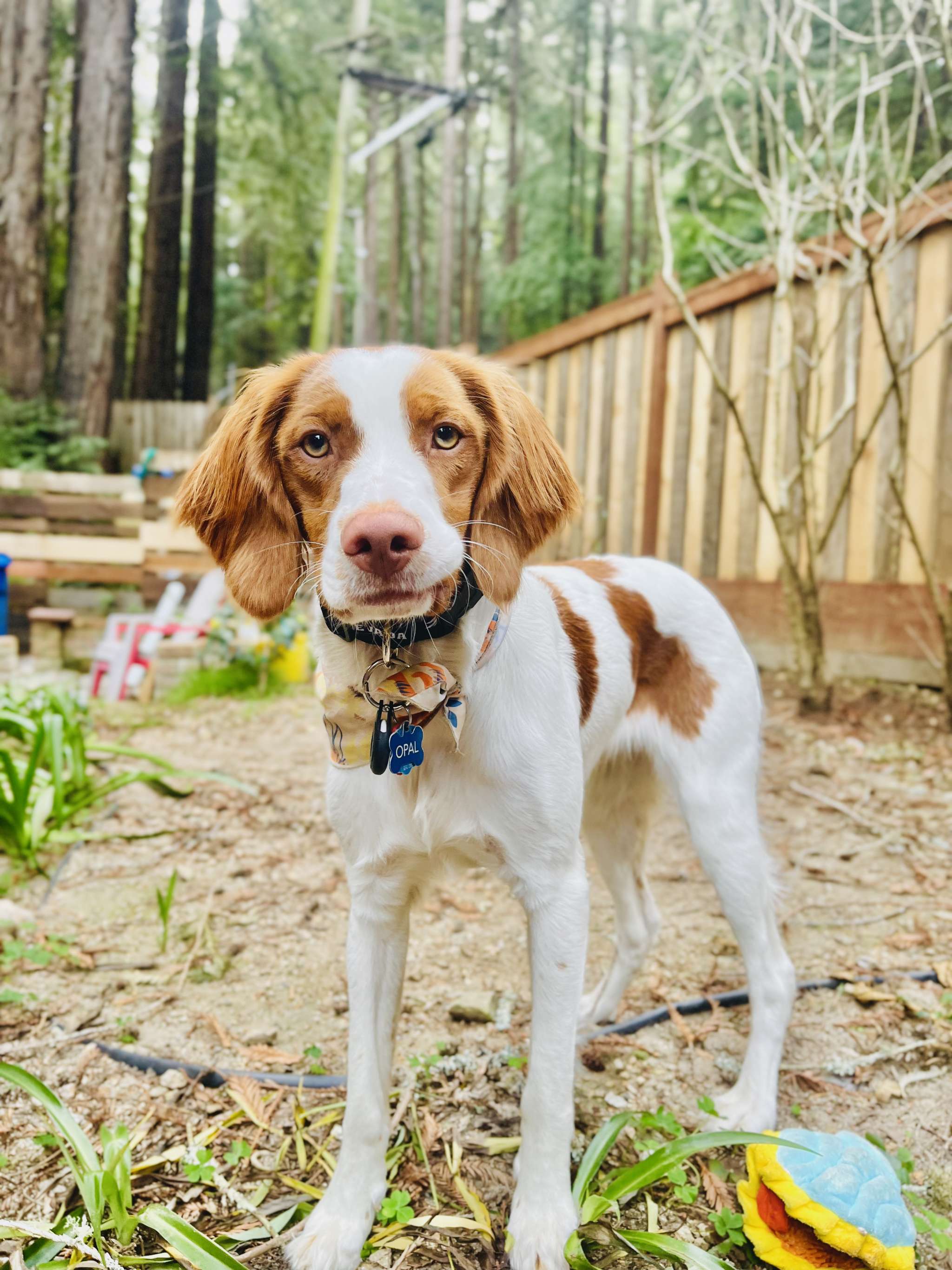 Female Brittany, looking to find a stud - Stud Dog in Reno, NV, United ...