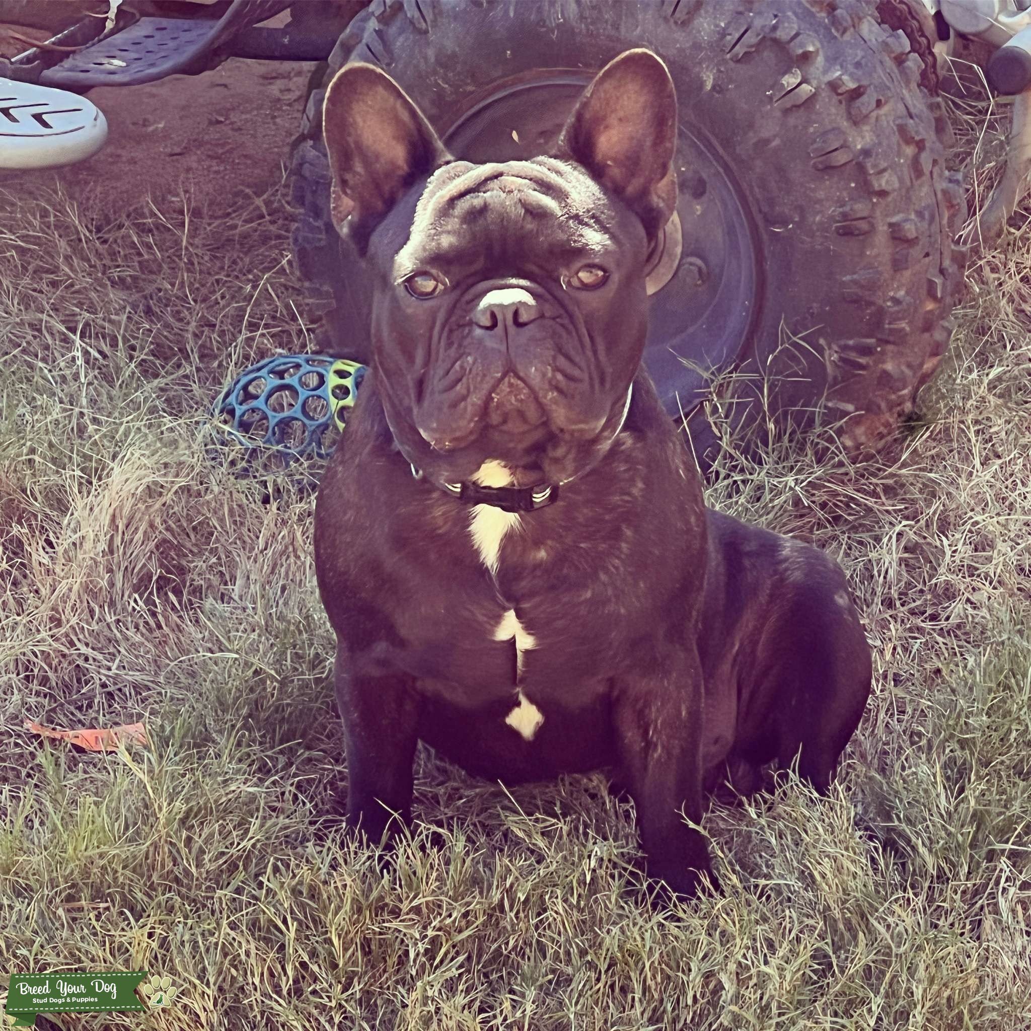 Chocolate brindle frenchie - Stud Dog in SC, the United States | Breed ...