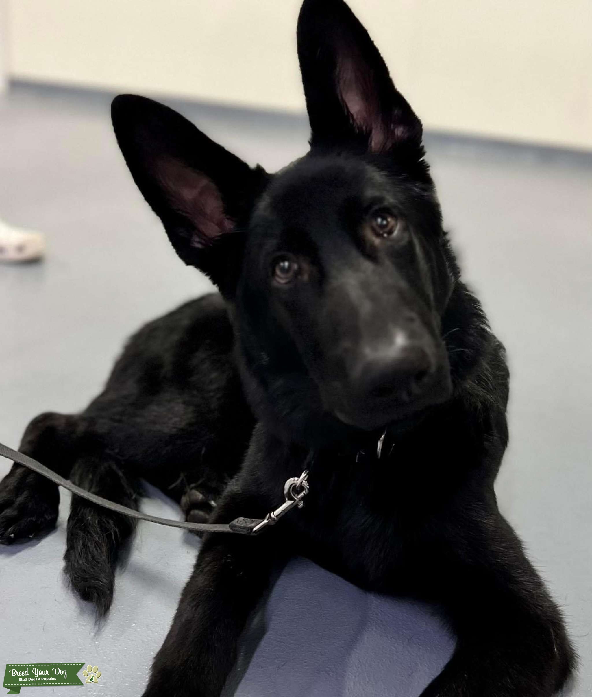 Kobe - Stud Dog Virginia Beach - Breed Your Dog