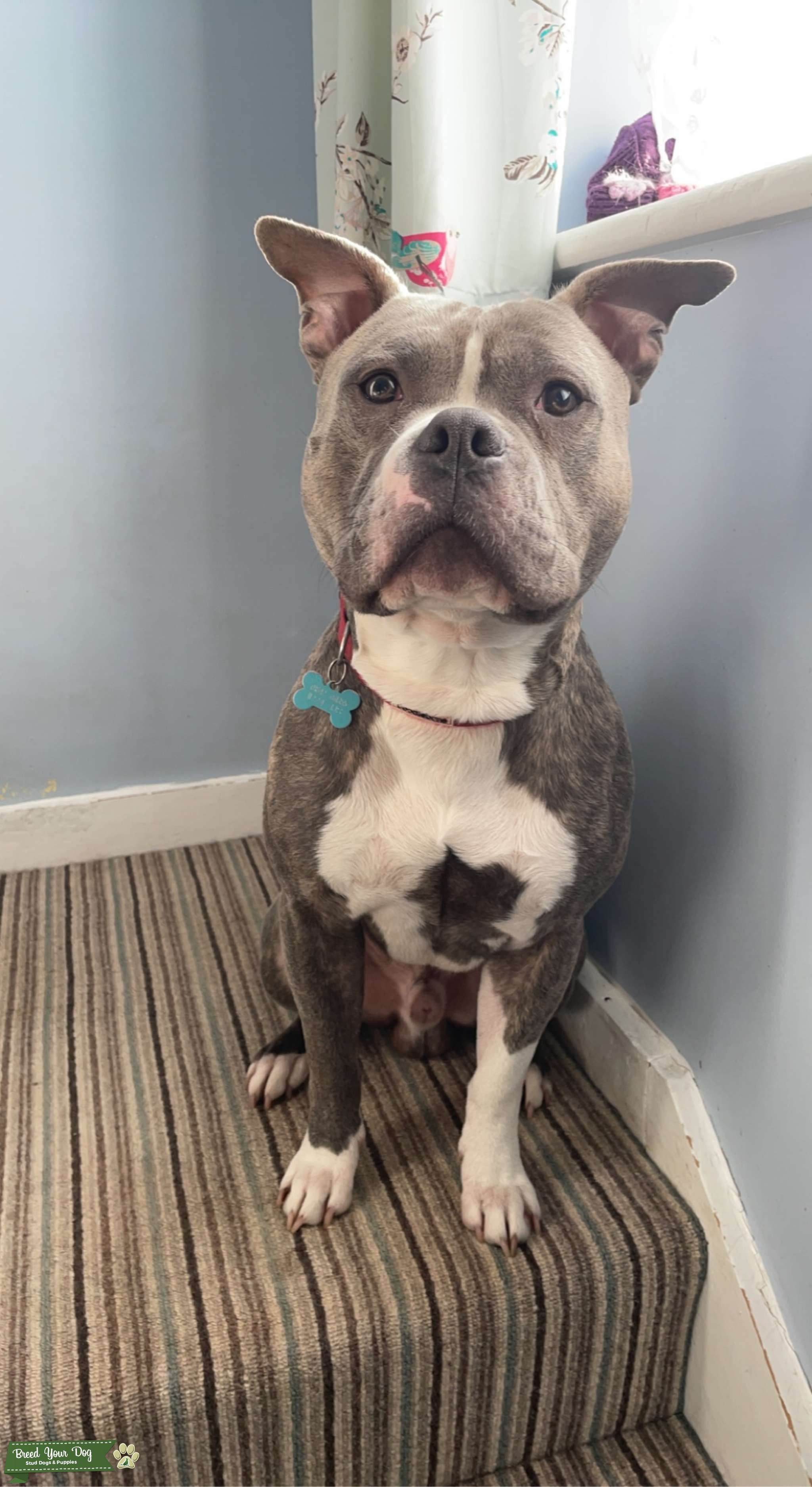 American bully for stud - Stud Dog in Norfolk, the United States ...