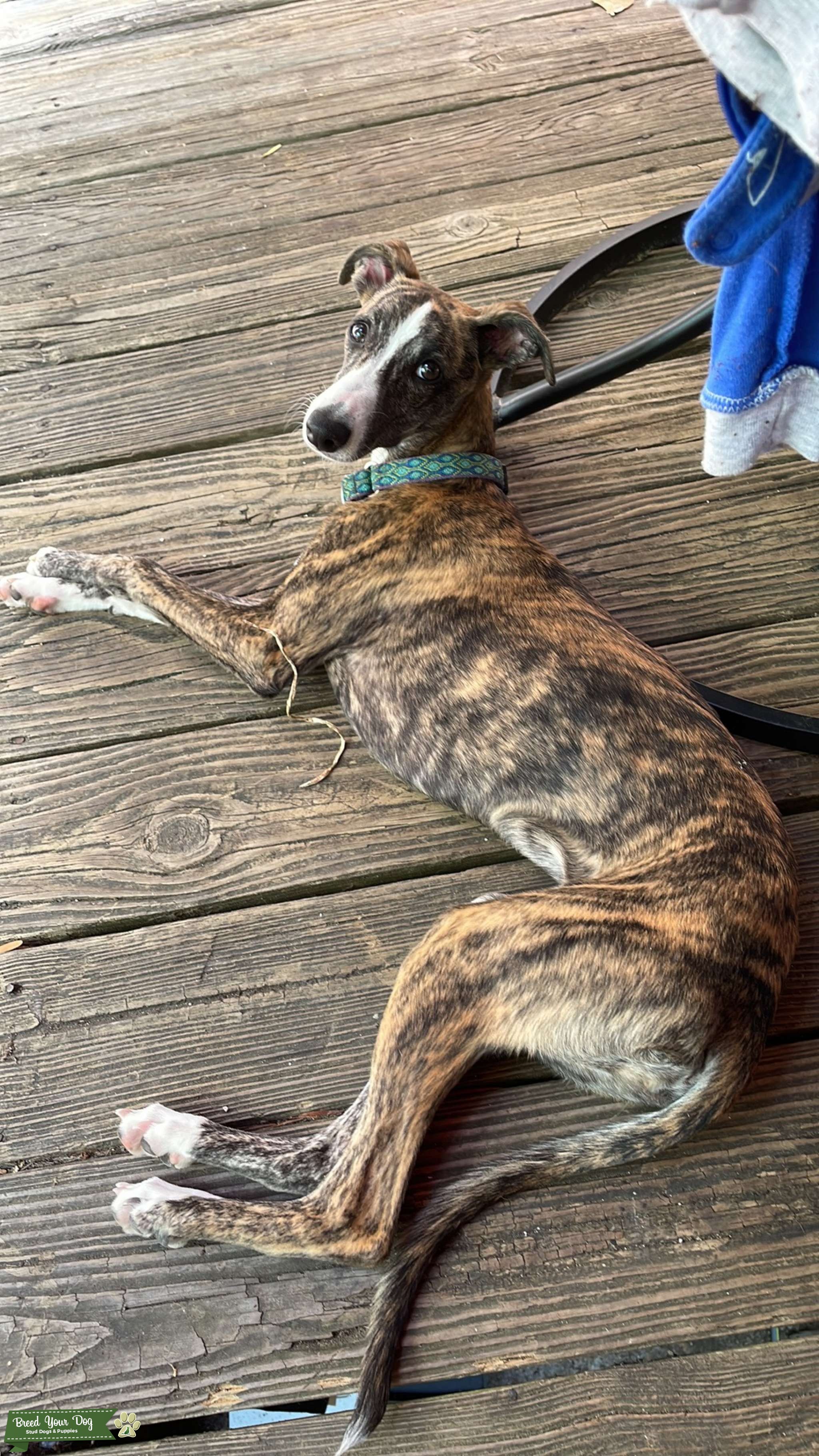 Fawn Brindle Whippet - Stud Dog North East - Breed Your Dog