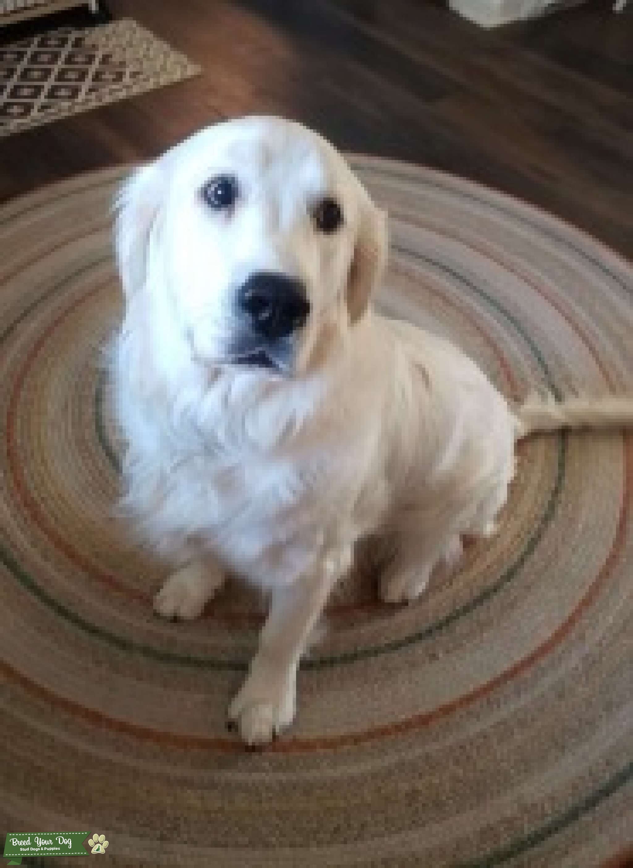 English Cream Golden AKC - Stud Dog in OH, the United States | Breed ...