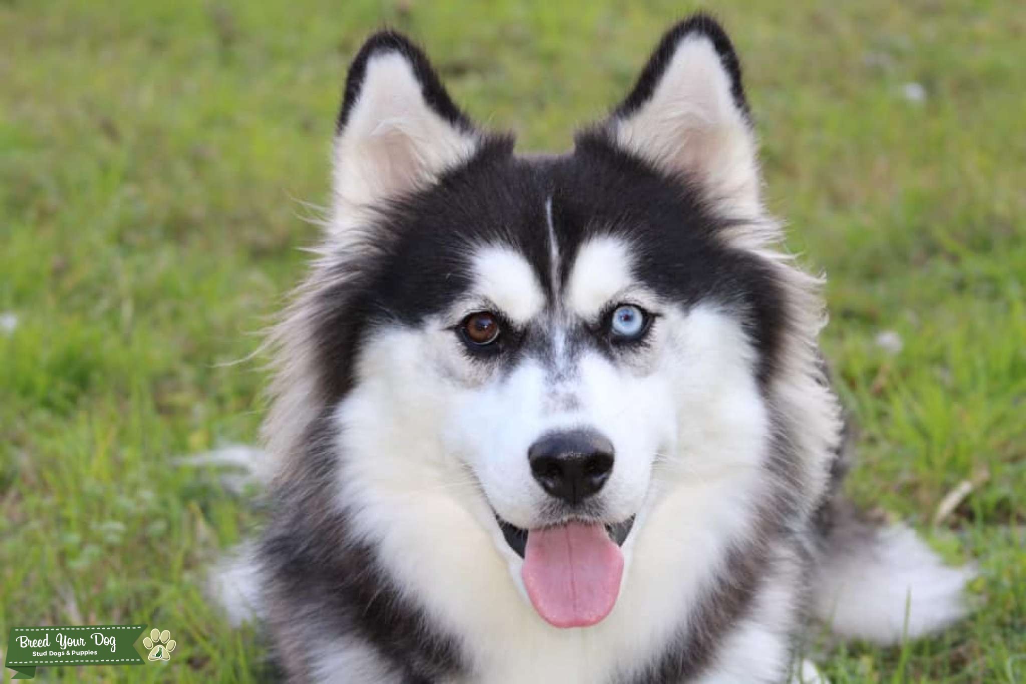 Siberian Husky - Stud Dog NC - Breed Your Dog