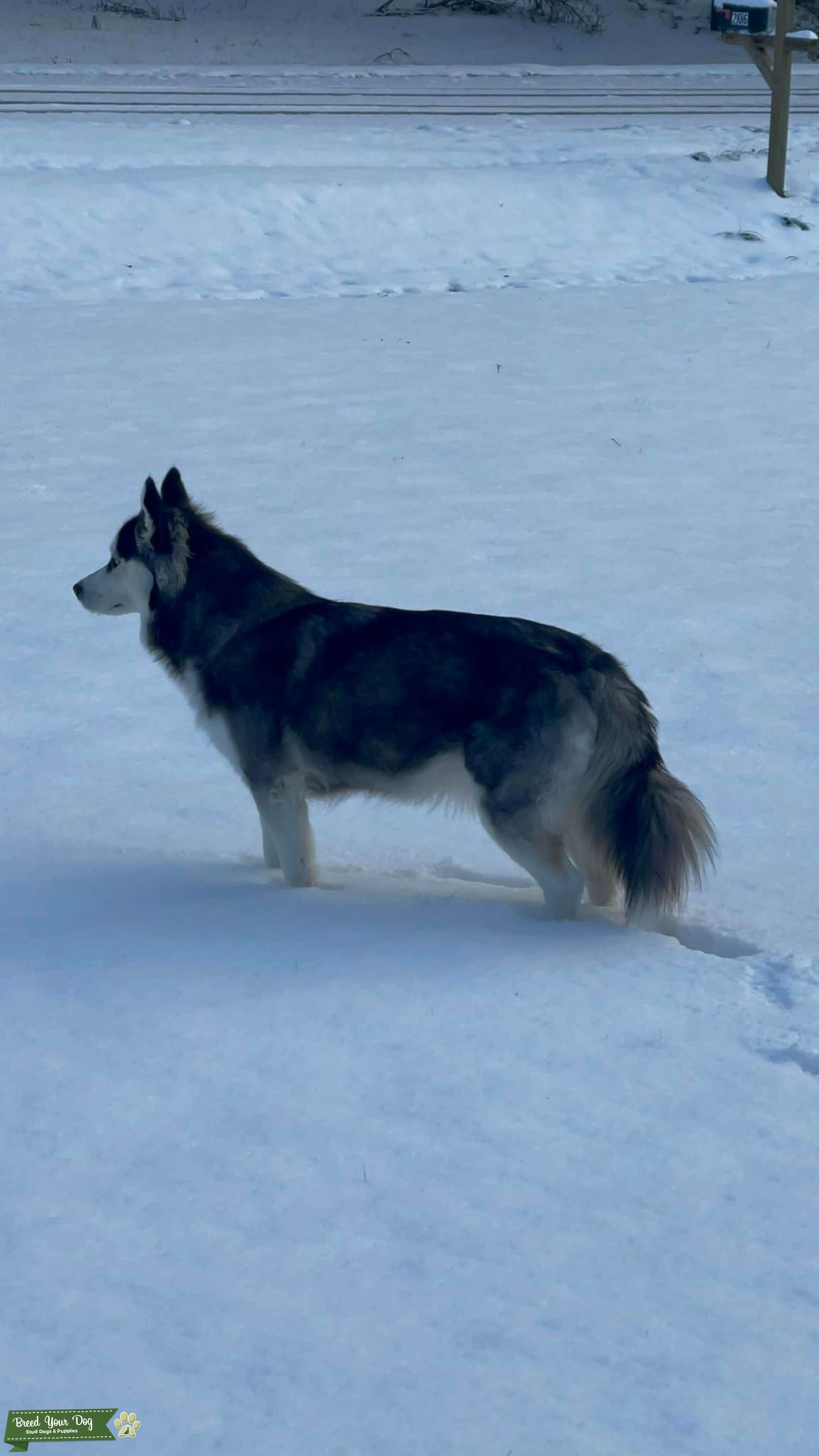 Siberian Husky - Stud Dog NC - Breed Your Dog