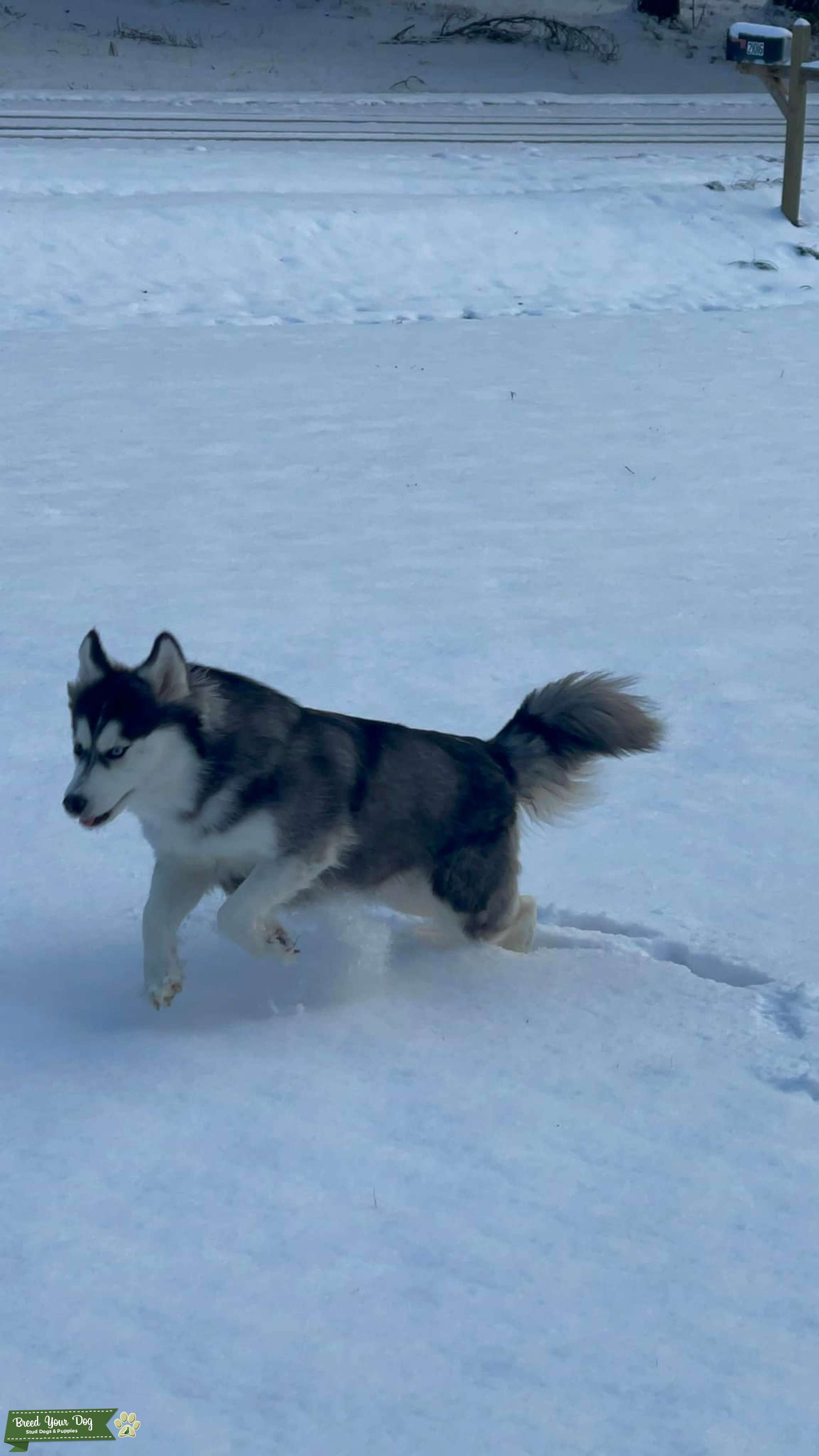 Siberian Husky - Stud Dog NC - Breed Your Dog