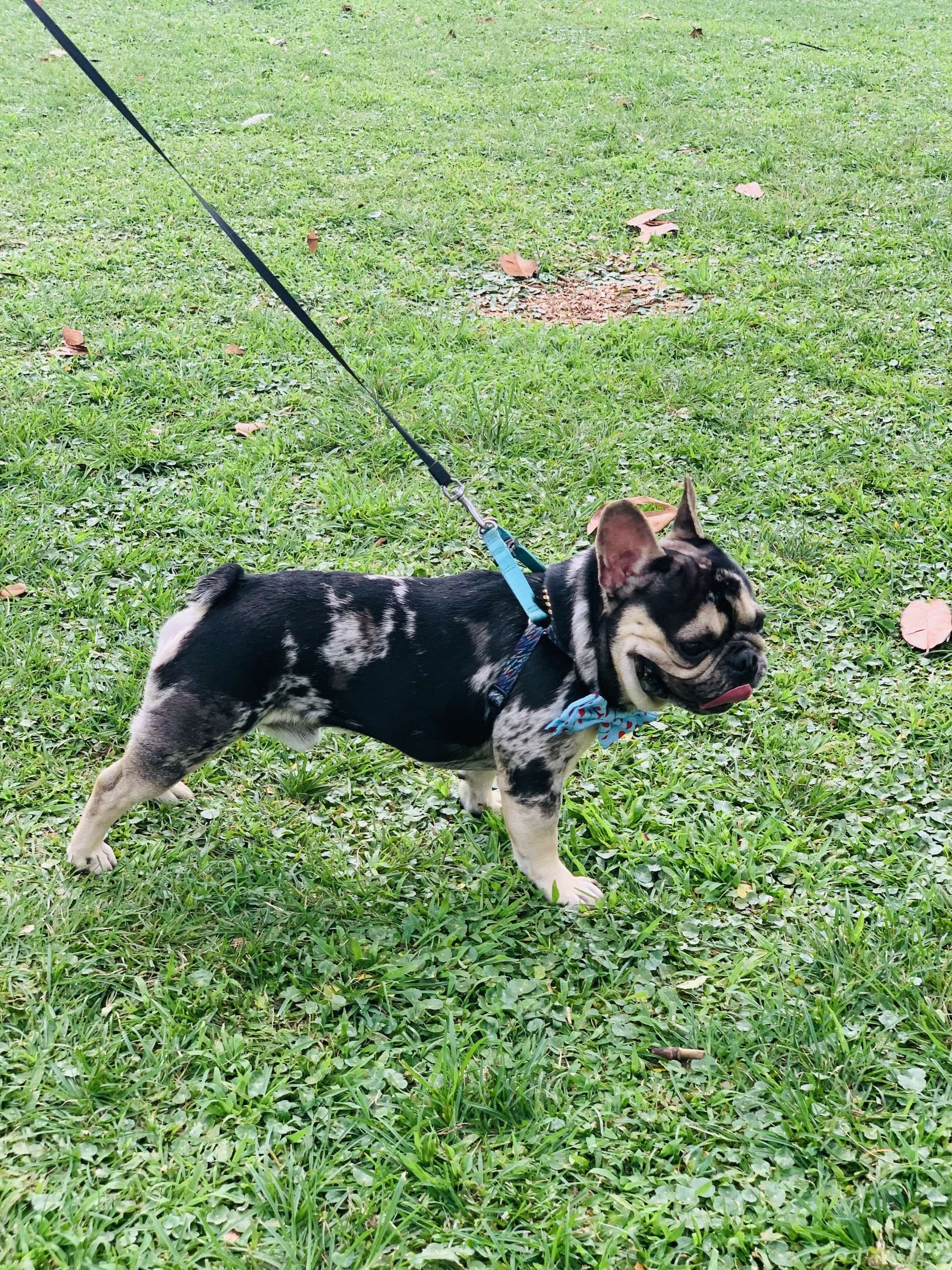 Merle French Bulldog Stud Service *** - Stud Dog in Orlando, the United ...