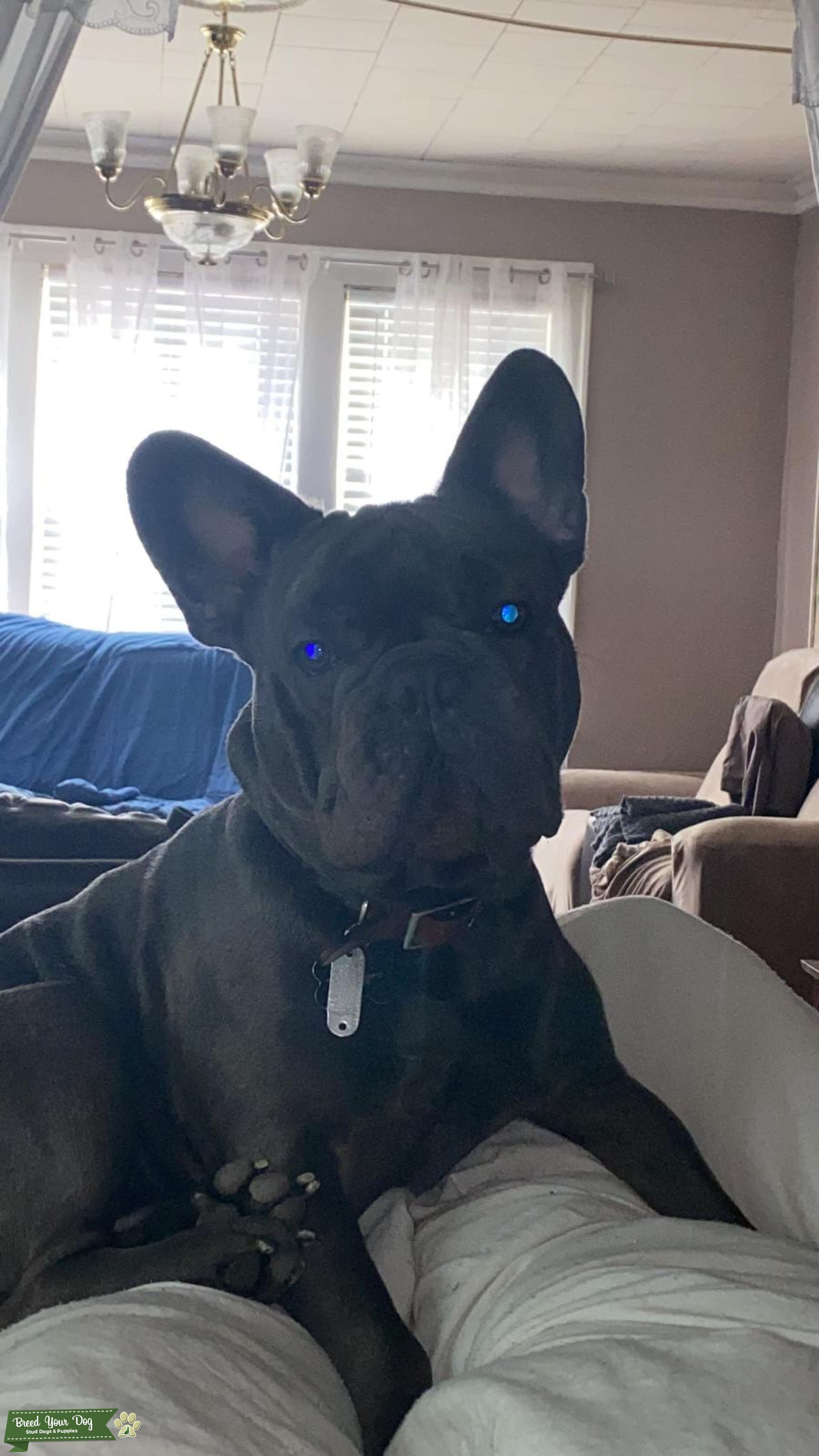 Looking to stud my Frenchie kimba - Stud Dog in New Jersey , Mexico ...