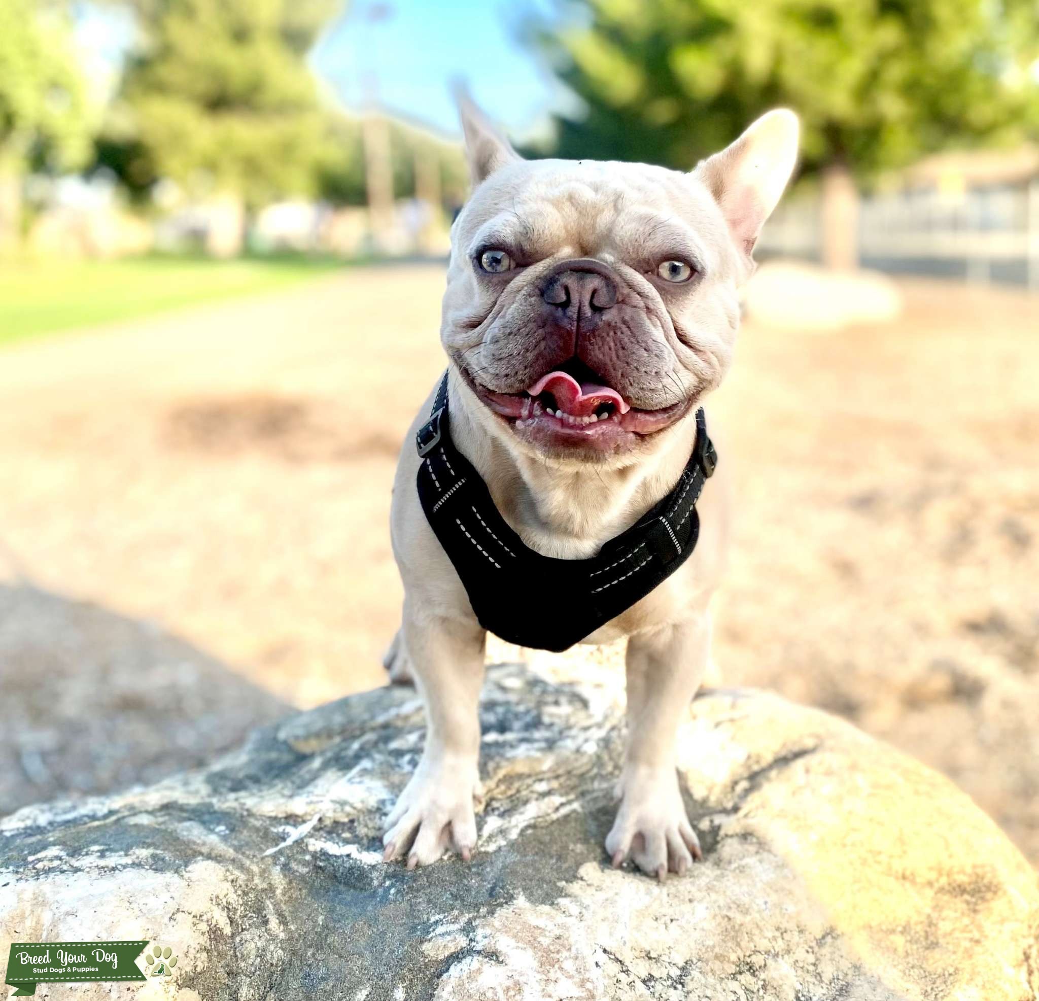 French Bulldog Stud - Stud Dog in CALIFORNIA, the United States | Breed ...