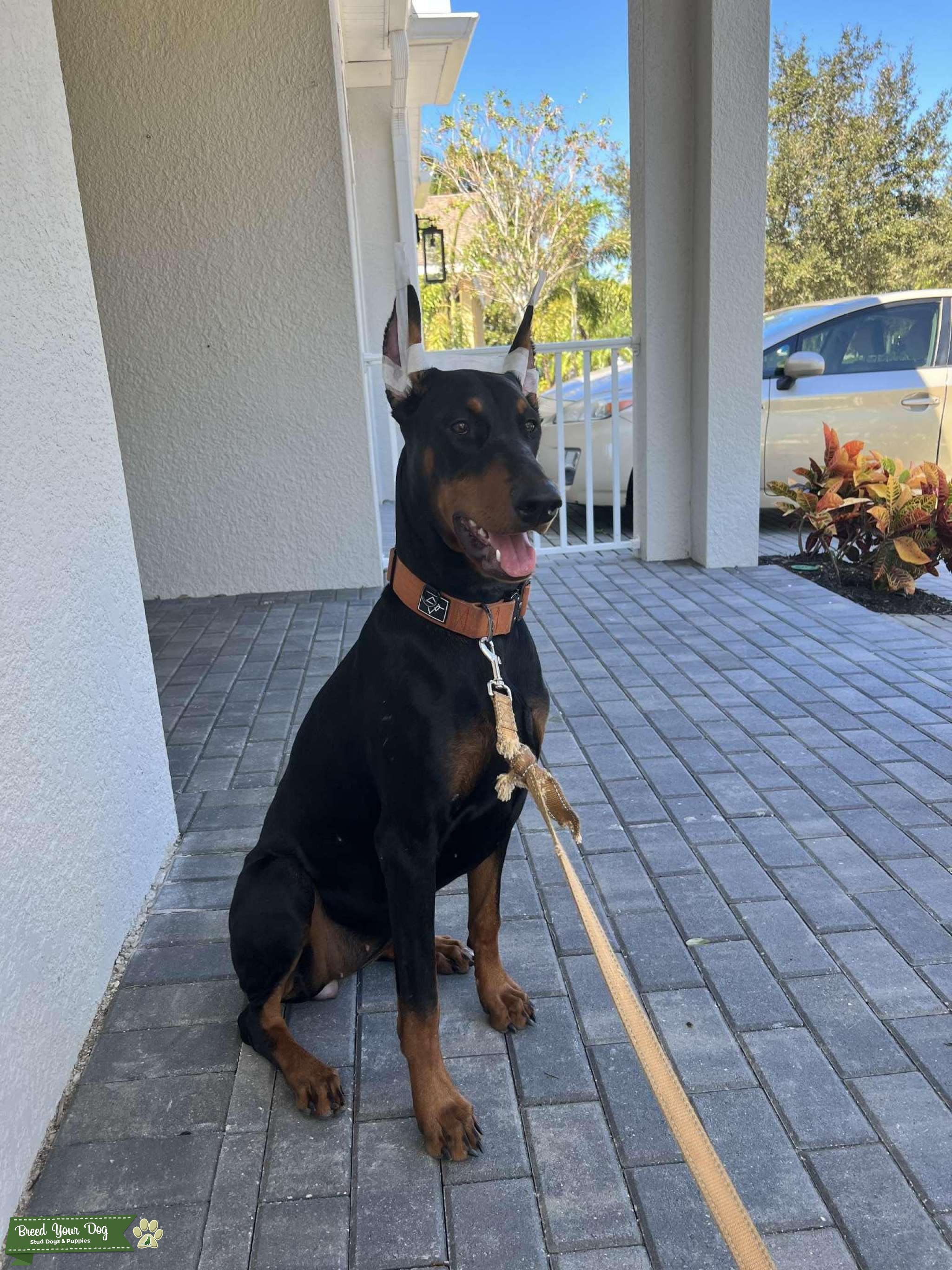 Female Doberman looking for Stud - Stud Dog in United States , the ...