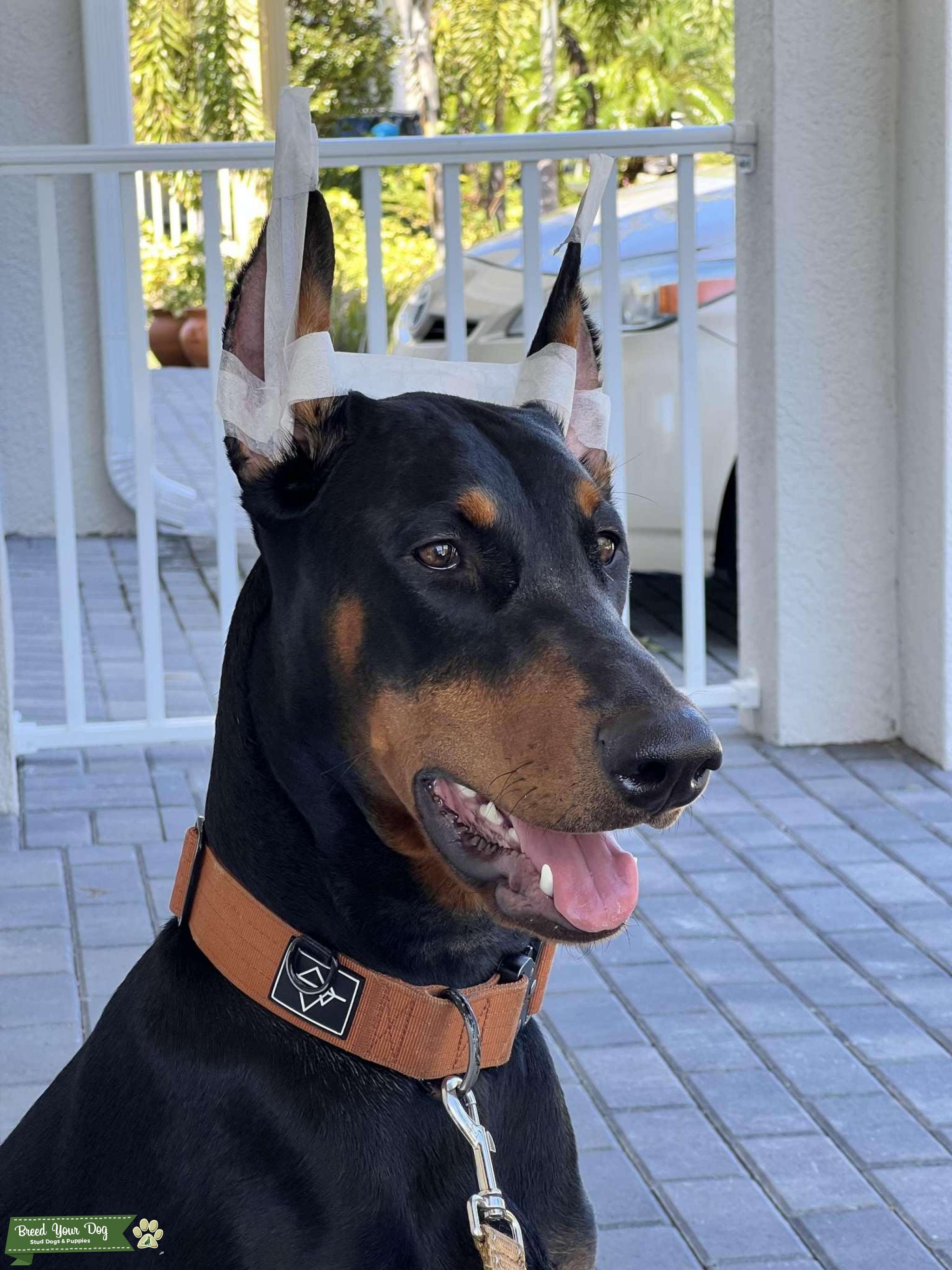 Female Doberman looking for Stud - Stud Dog in United States , the ...