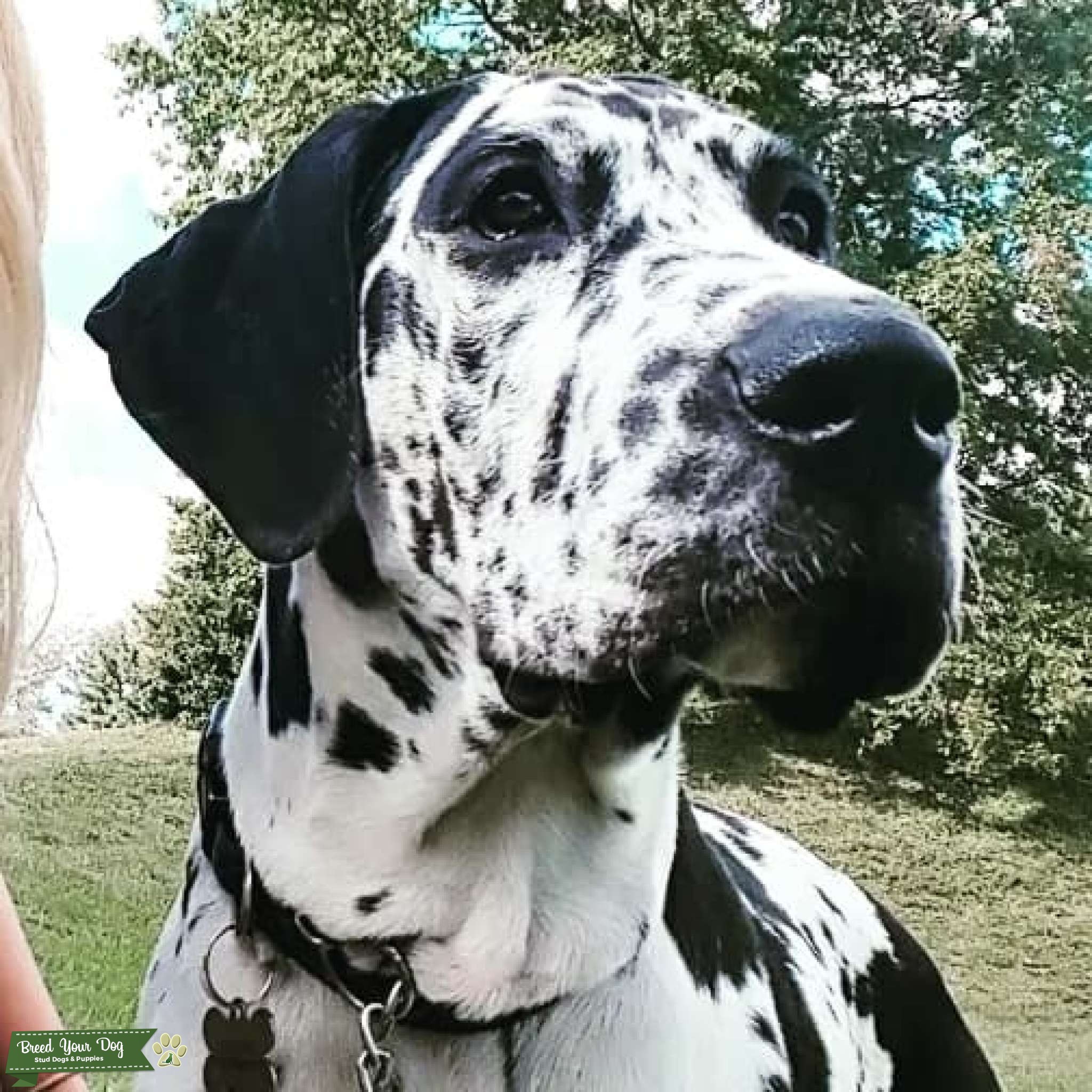 Beautiful Great Dane Stud - Stud Dog in Oldsmar, Florida, USA, United ...