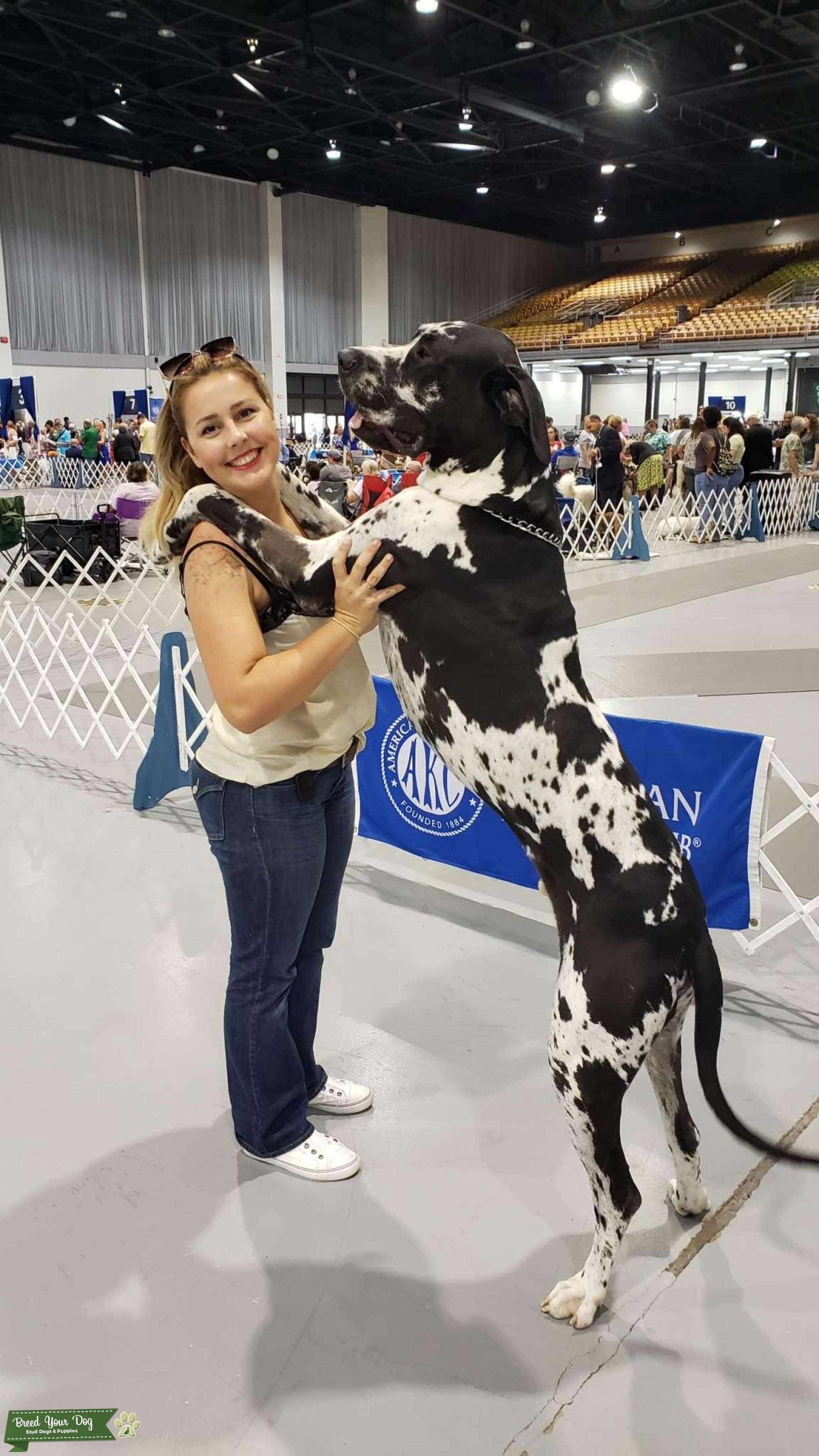 Beautiful Great Dane Stud - Stud Dog in Oldsmar, Florida, USA, United ...