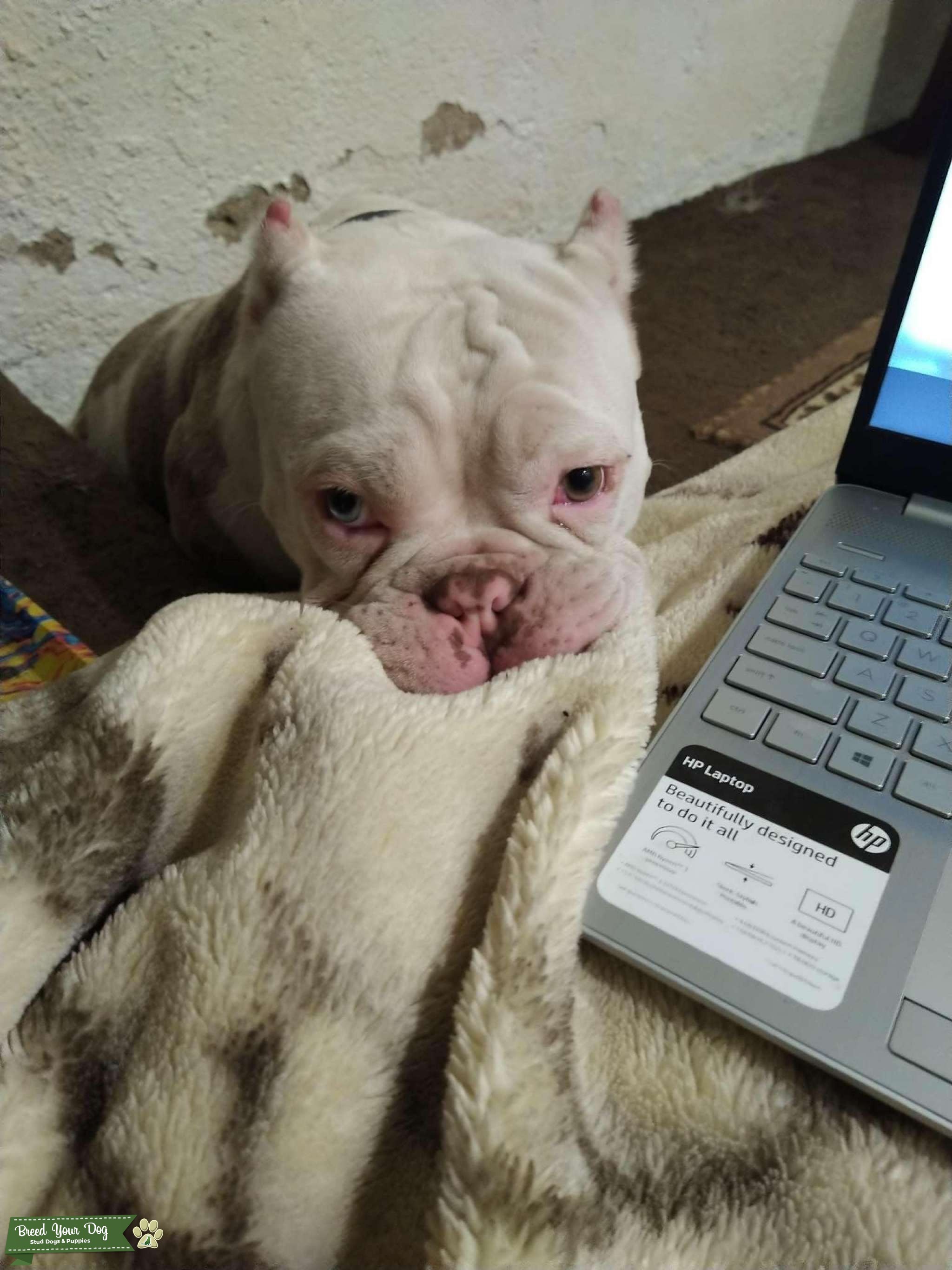 Tri color lilac micro bully - Stud Dog in Loma Linda , Australia ...