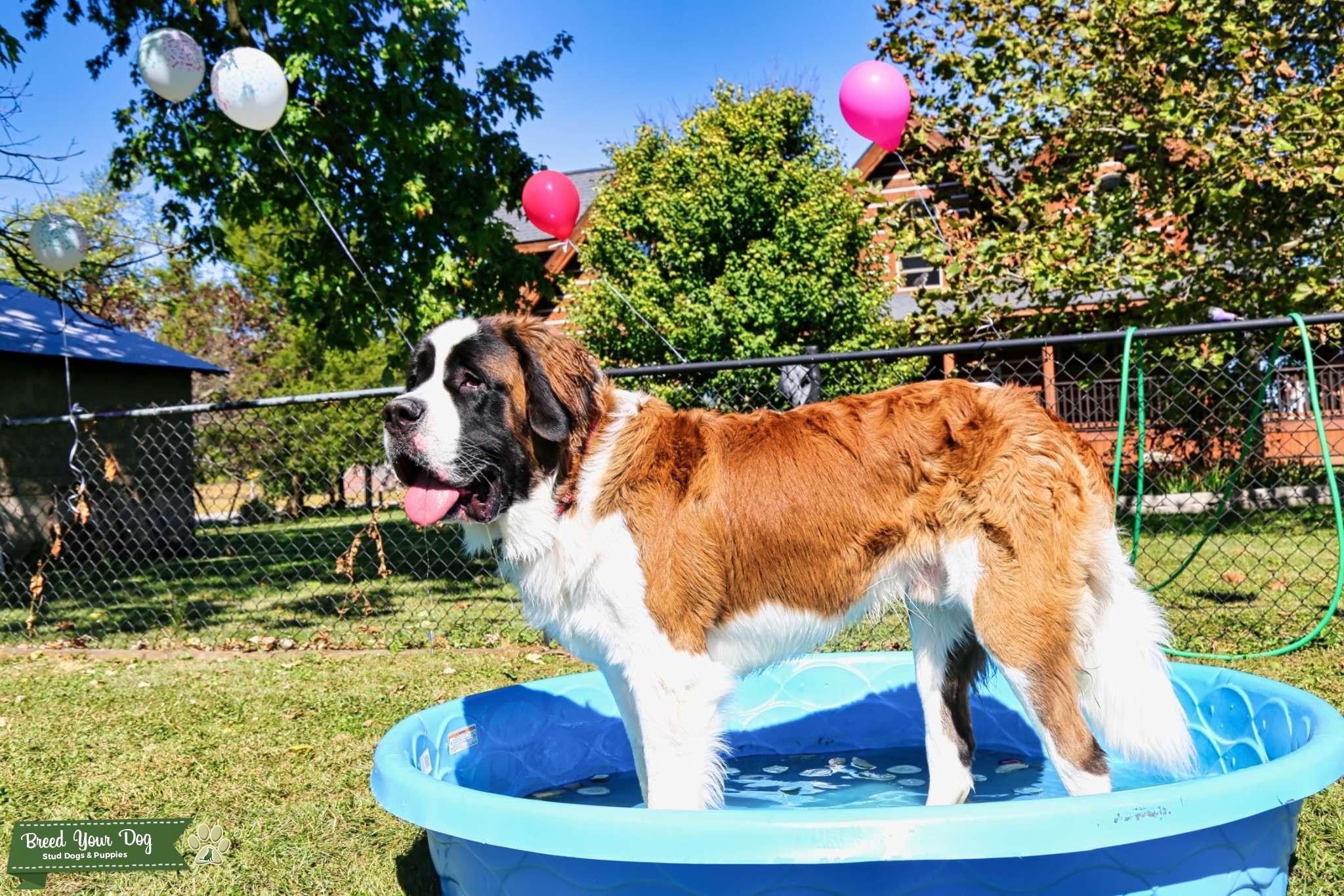 St. Bernard Stud - Stud Dog in Indiana, the United States | Breed Your Dog