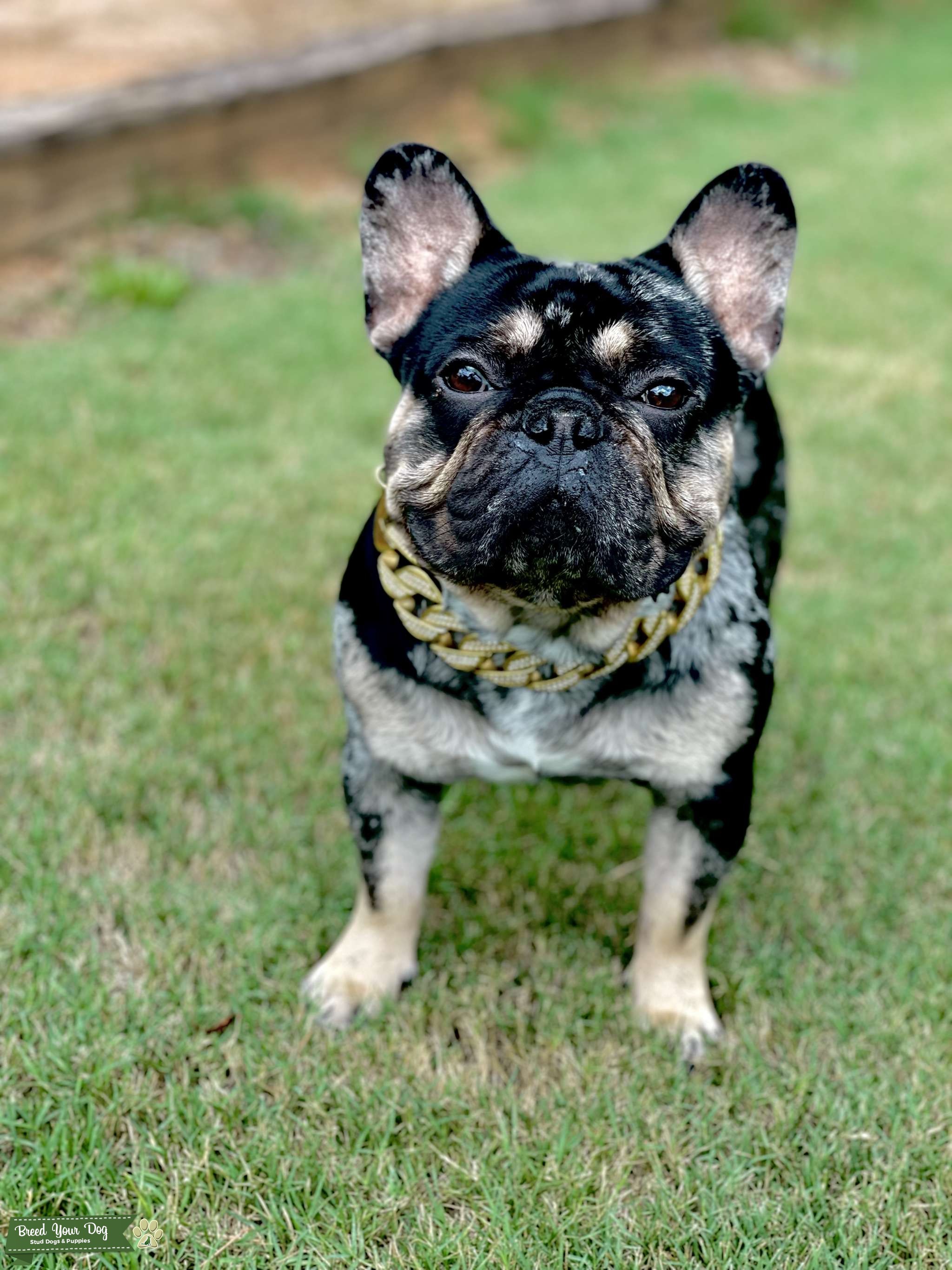 Blue tri Merle - Stud Dog in Georgia, Mexico | Breed Your Dog