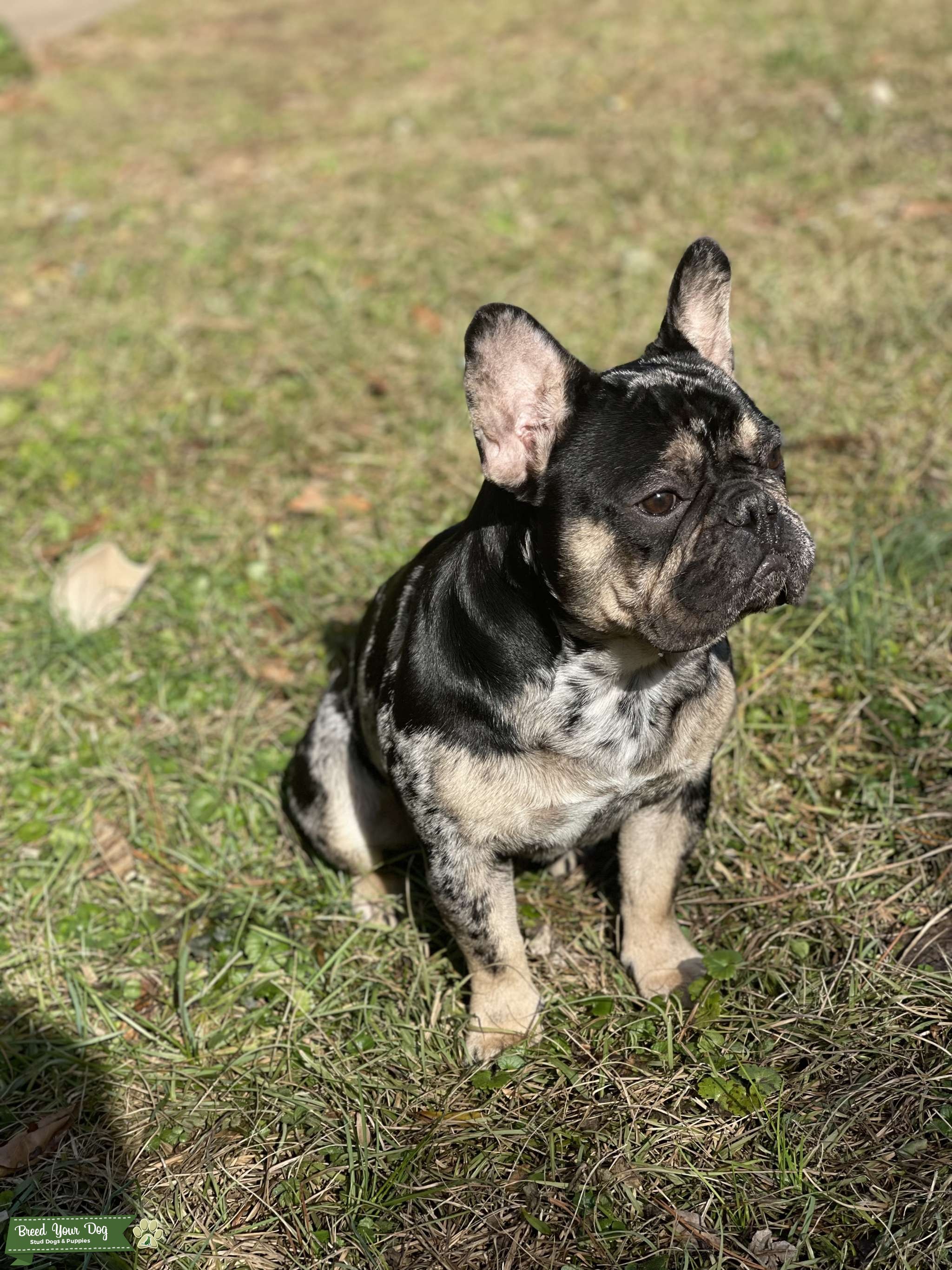 Blue tri Merle - Stud Dog in Georgia, Serbia | Breed Your Dog