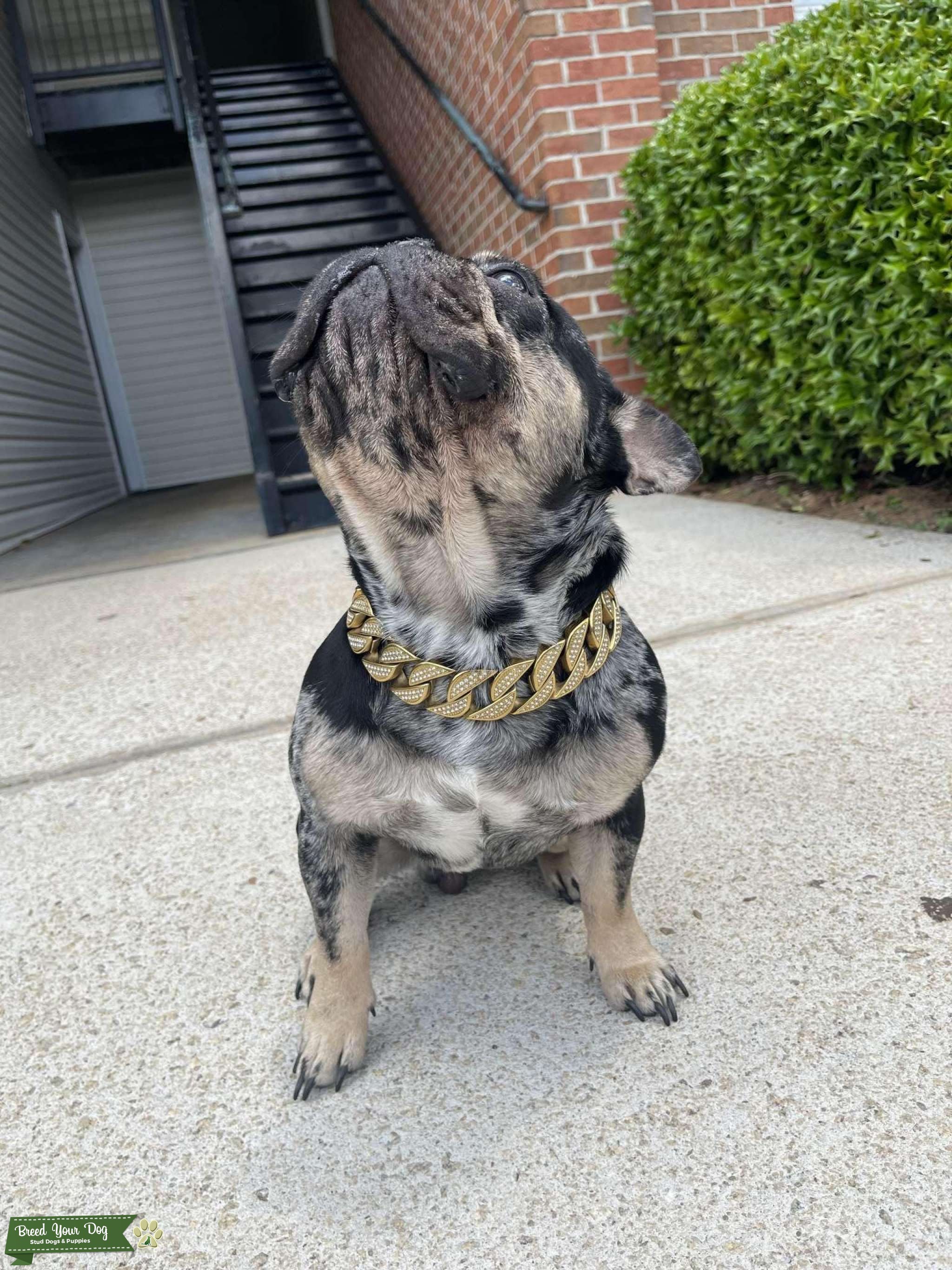 Blue tri Merle - Stud Dog in Georgia, Mexico | Breed Your Dog