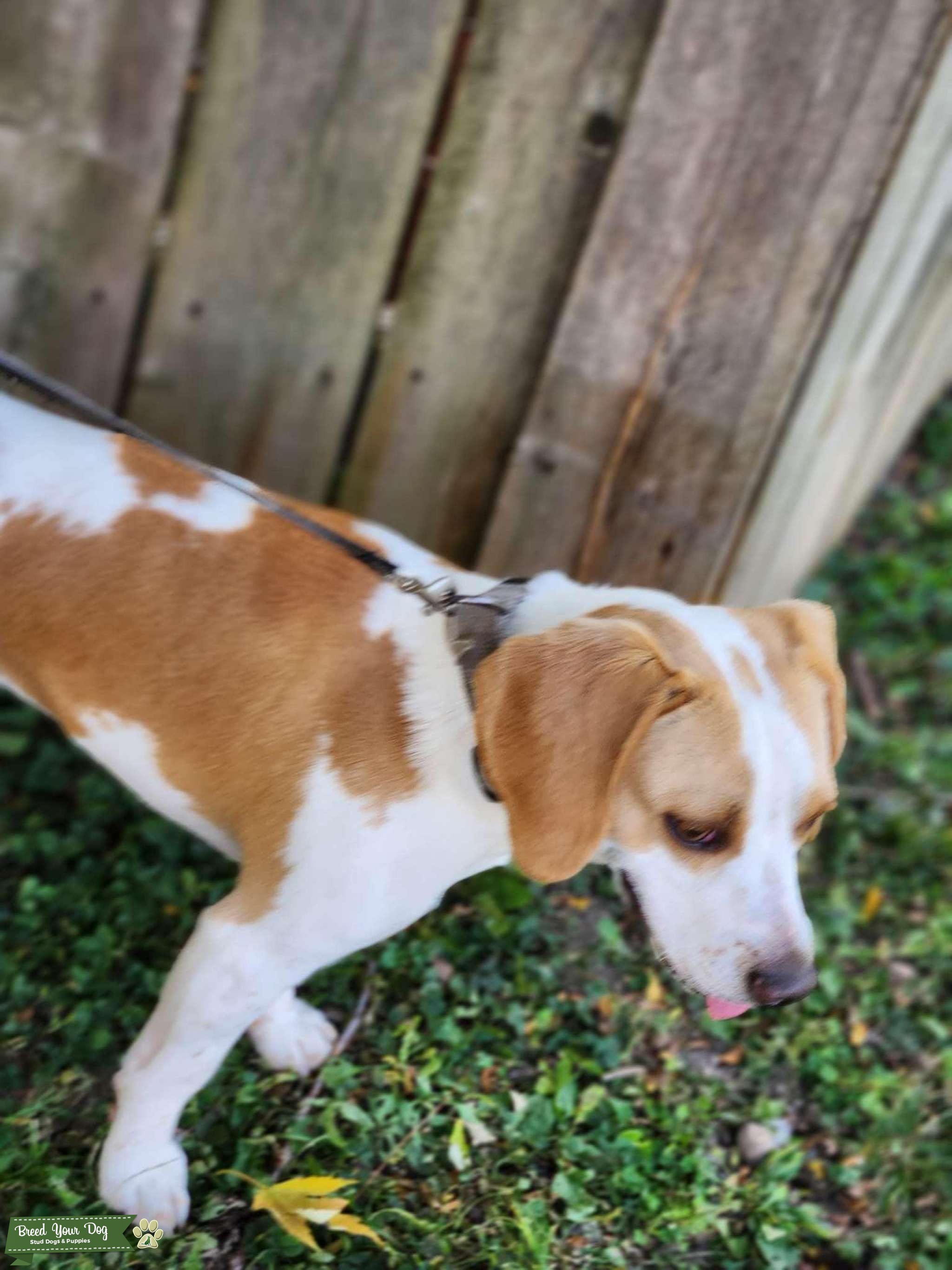 Lemon beagle - Stud Dog in Indiana , the United States | Breed Your Dog